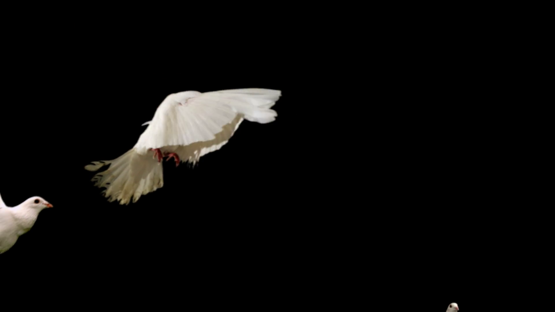 Flock of white doves - alpha matte Stock Video Footage - Storyblocks