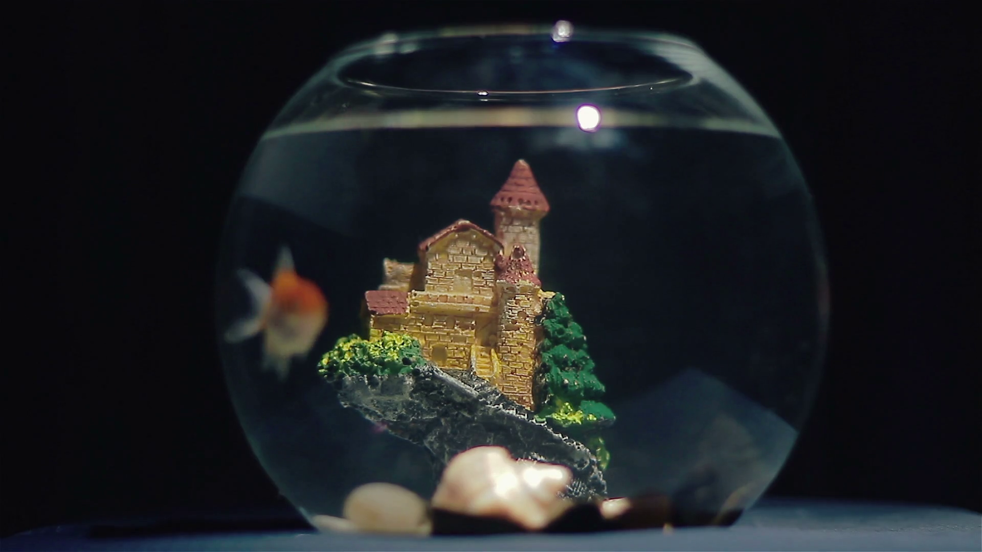 Gold Fish Swimming In Bowl 1 Stock Footage SBV-300869835 - Storyblocks