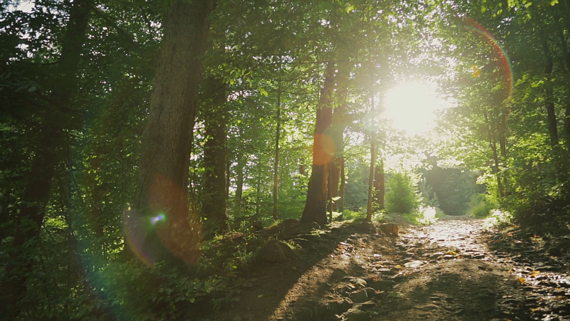 Pathway in the forest with sunlight backgrounds. Stock Video Footage ...
