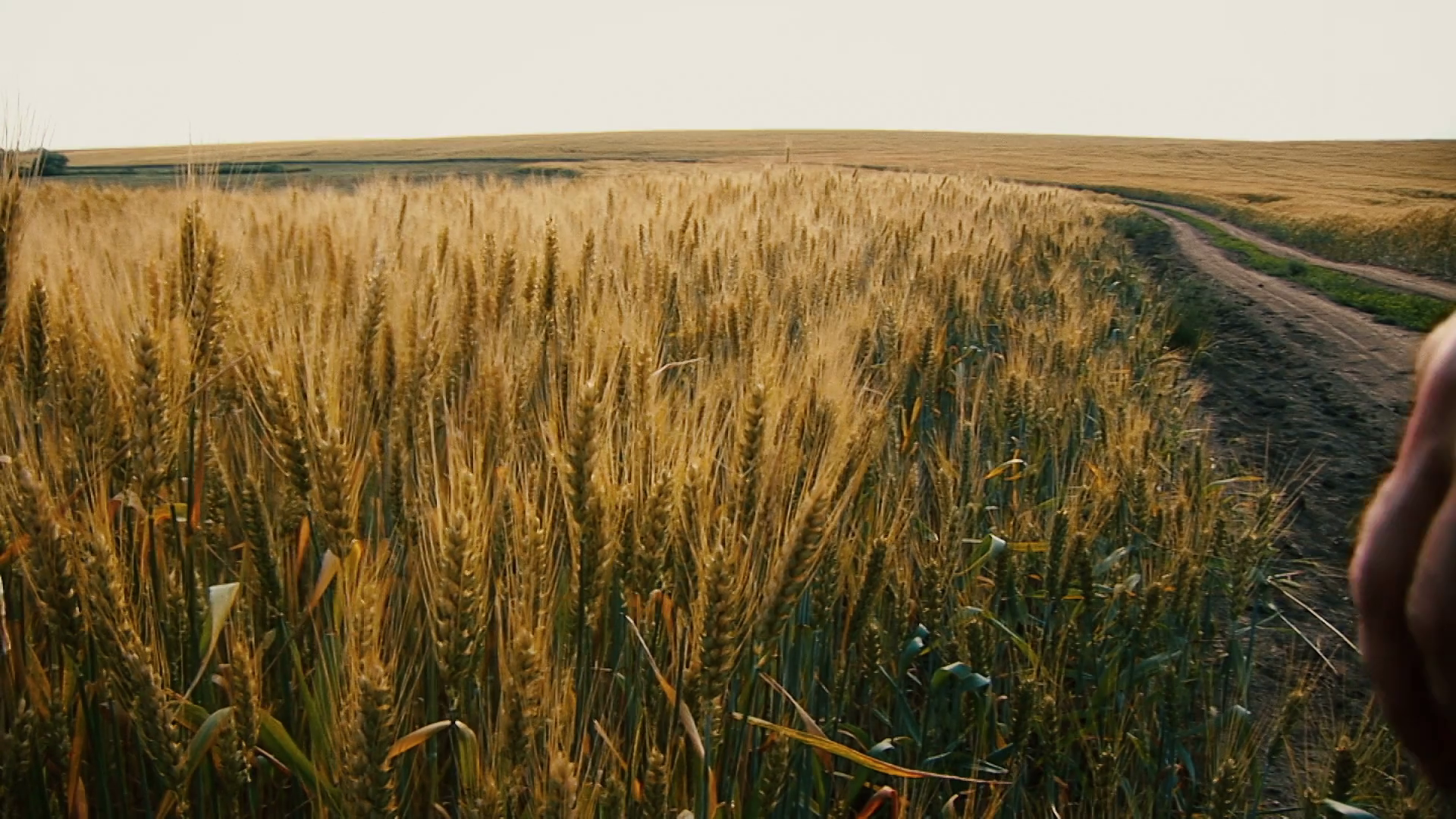 Roman Legionary Hand Running Through Ripe Stock Footage SBV-307038559 ...