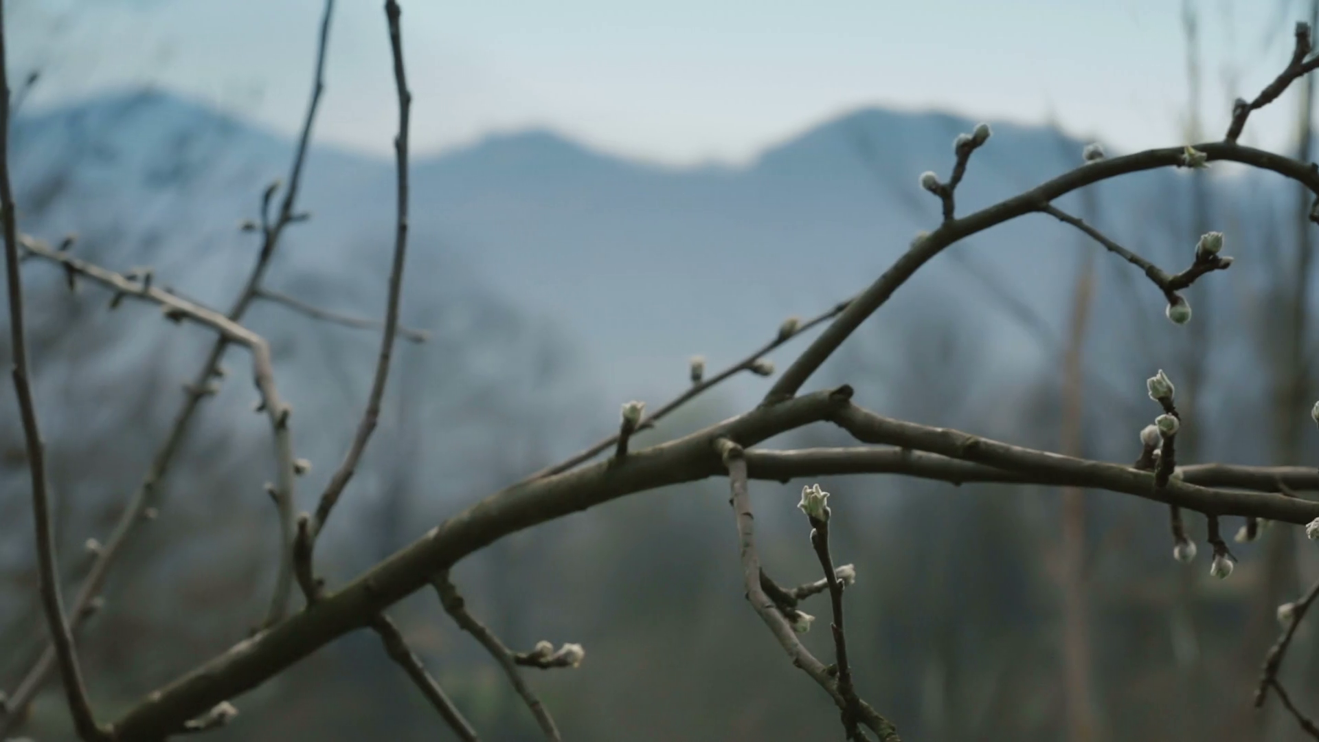 Apple Tree Blooms In Early Spring Stock Footage SBV-329703728 - Storyblocks