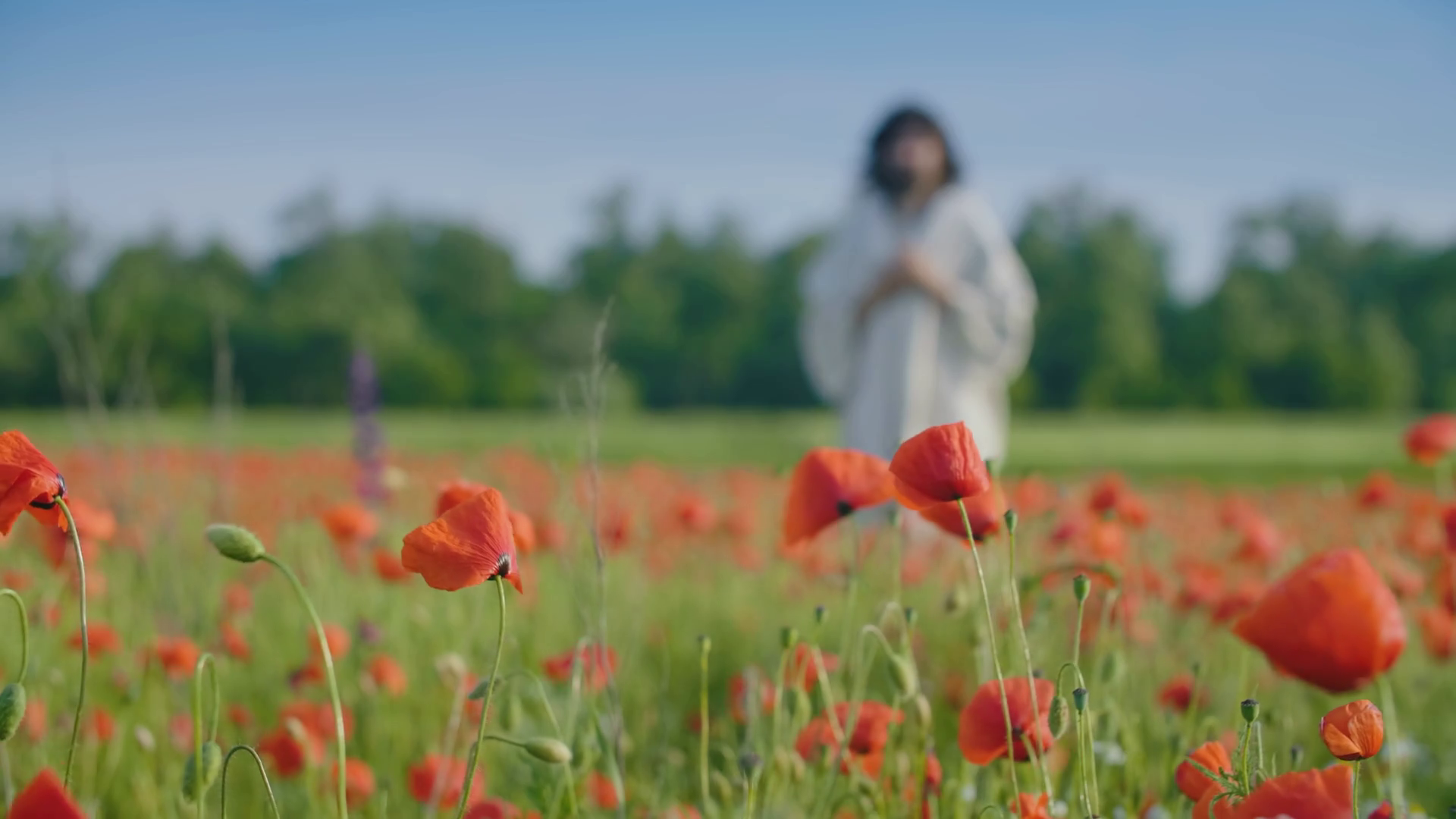 Christ Praying In Field Of Poppies - Stock Footage SBV-348259983 ...