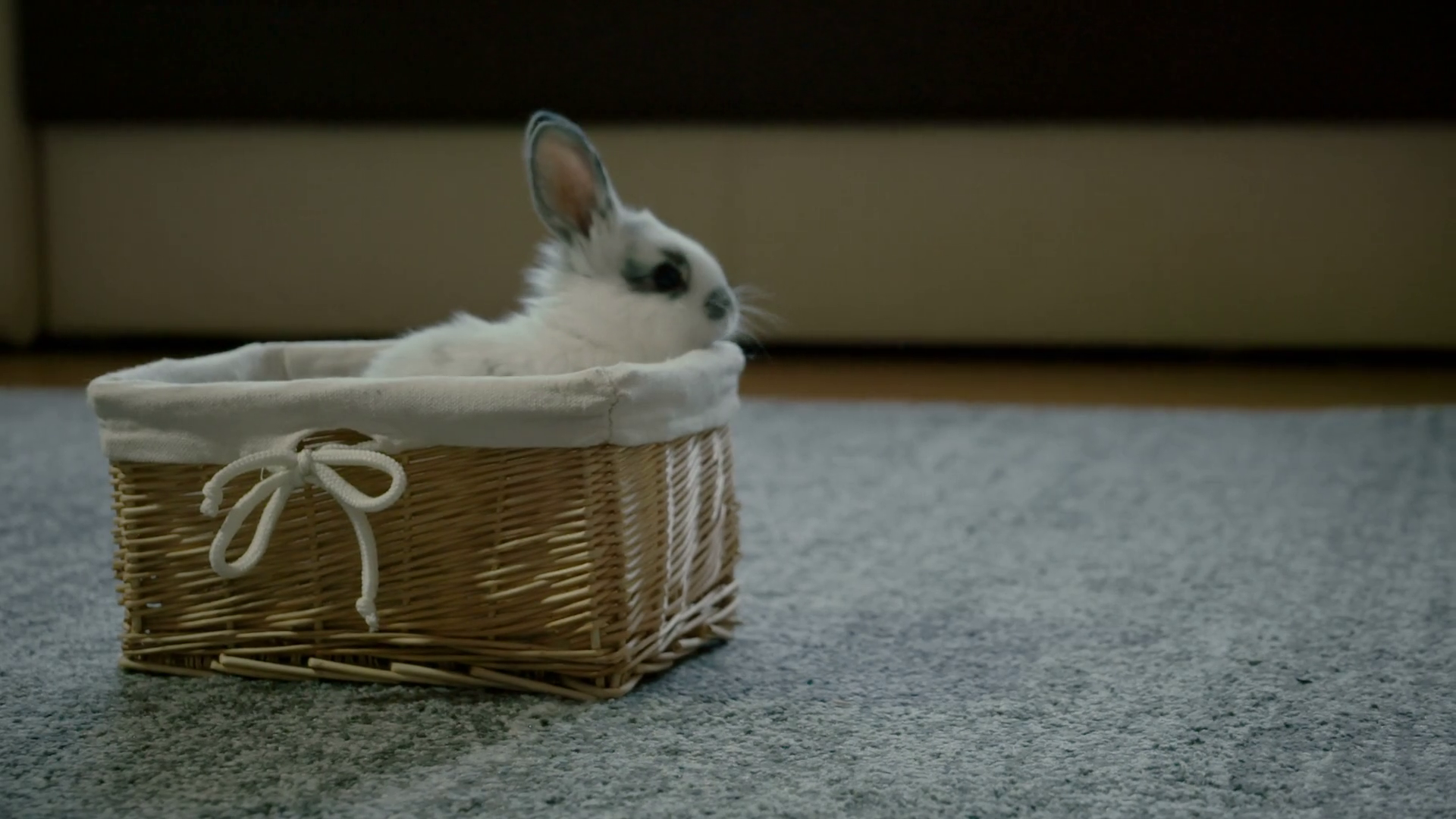 Adorable Baby Rabbit In Wicker Basket Slow Stock Footage SBV-329707208 ...