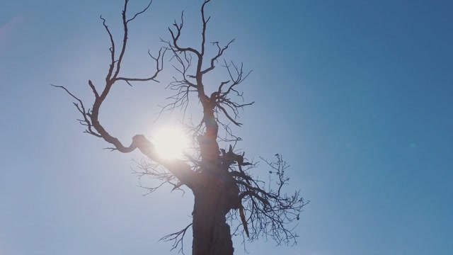 Dead Tree Stock Footage: Royalty-Free Video Clips - Storyblocks Dead Tree Stock Footage: Royalty-Free Video Clips - Storyblocks