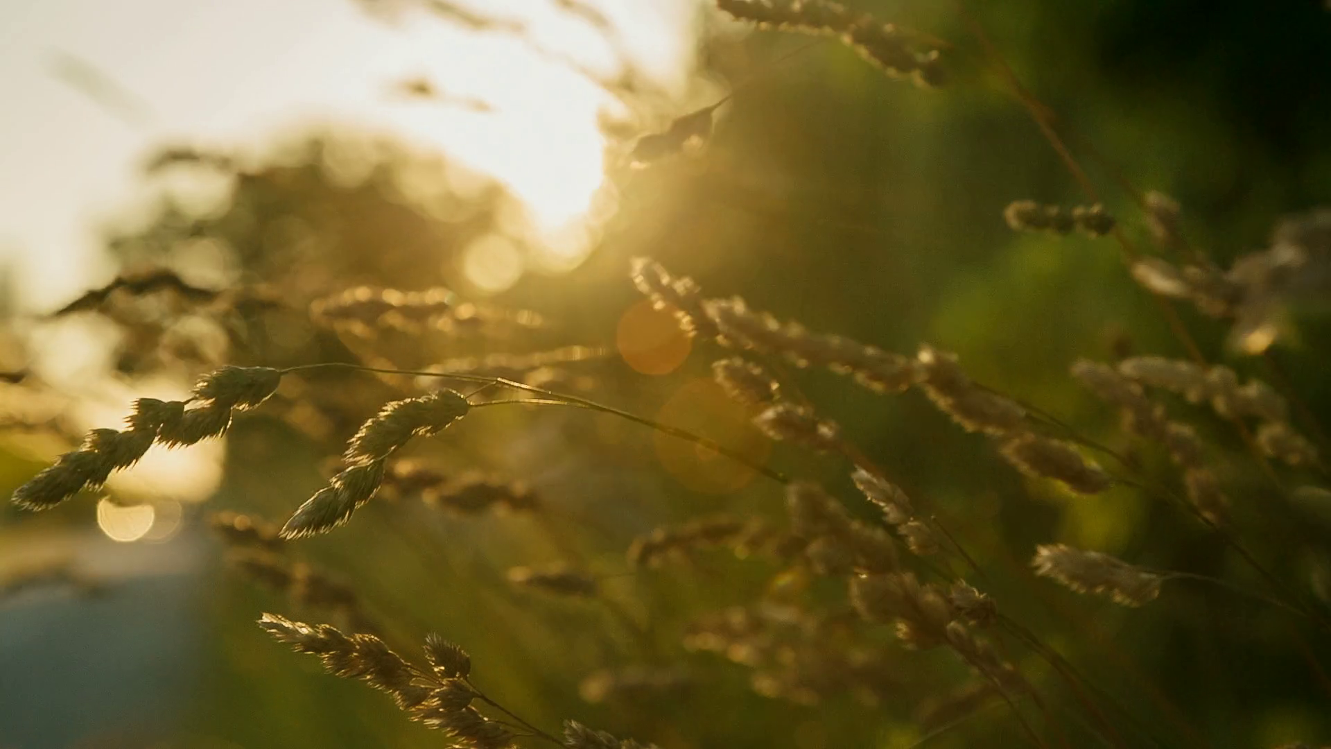 Herb Wind Sunshine - Ecu Stock Footage SBV-317719289 - Storyblocks