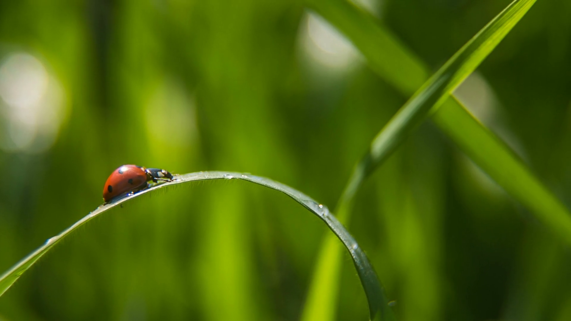 Ladybug On Grass Fresh Morning Dew Stock Footage SBV-317594204 ...