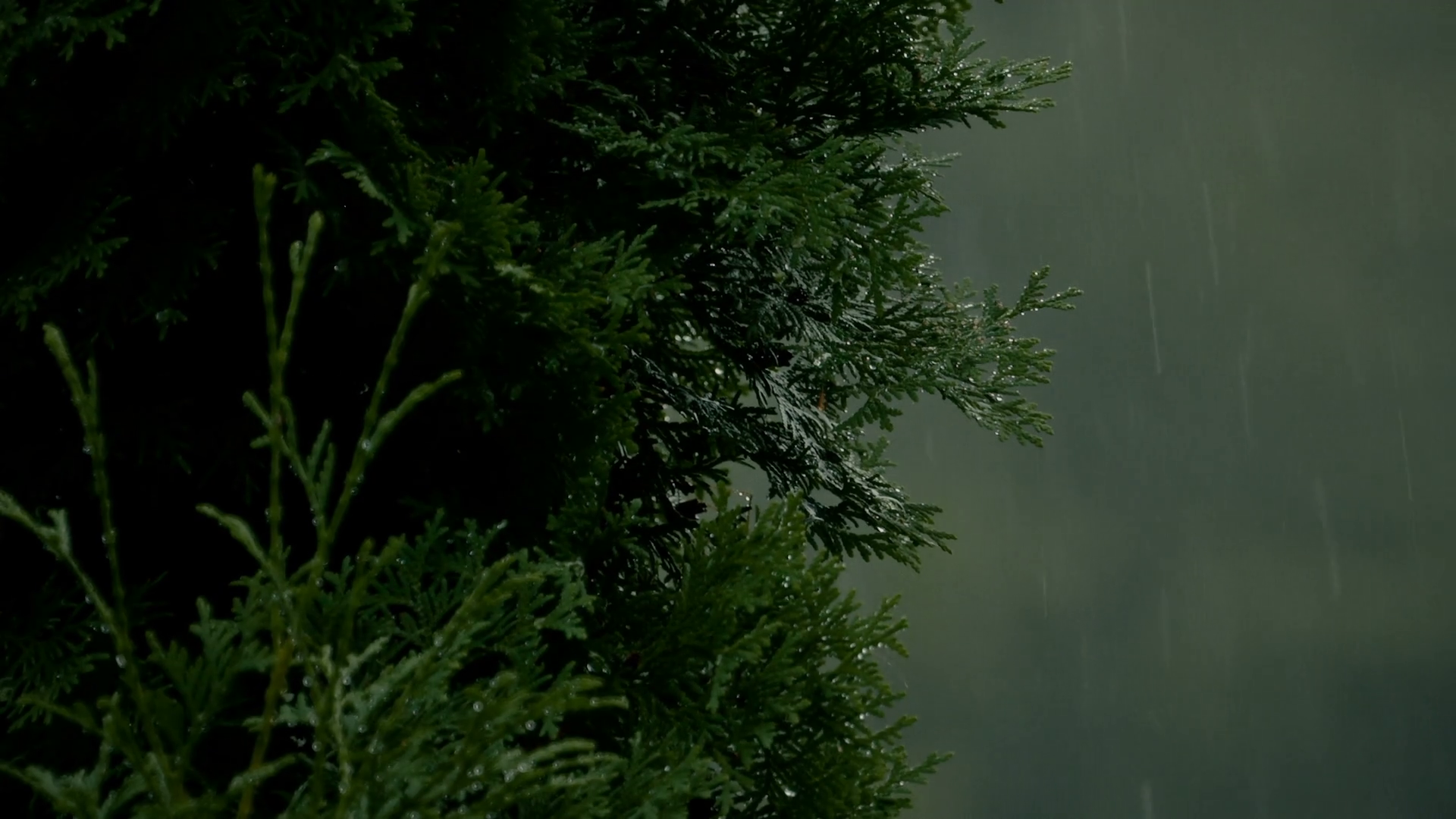 Rain Thuja - Cu Stock Footage SBV-317719349 - Storyblocks
