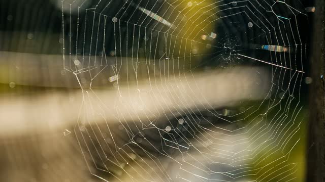 Spider Web Stock Footage: Royalty-Free Video Clips - Storyblocks