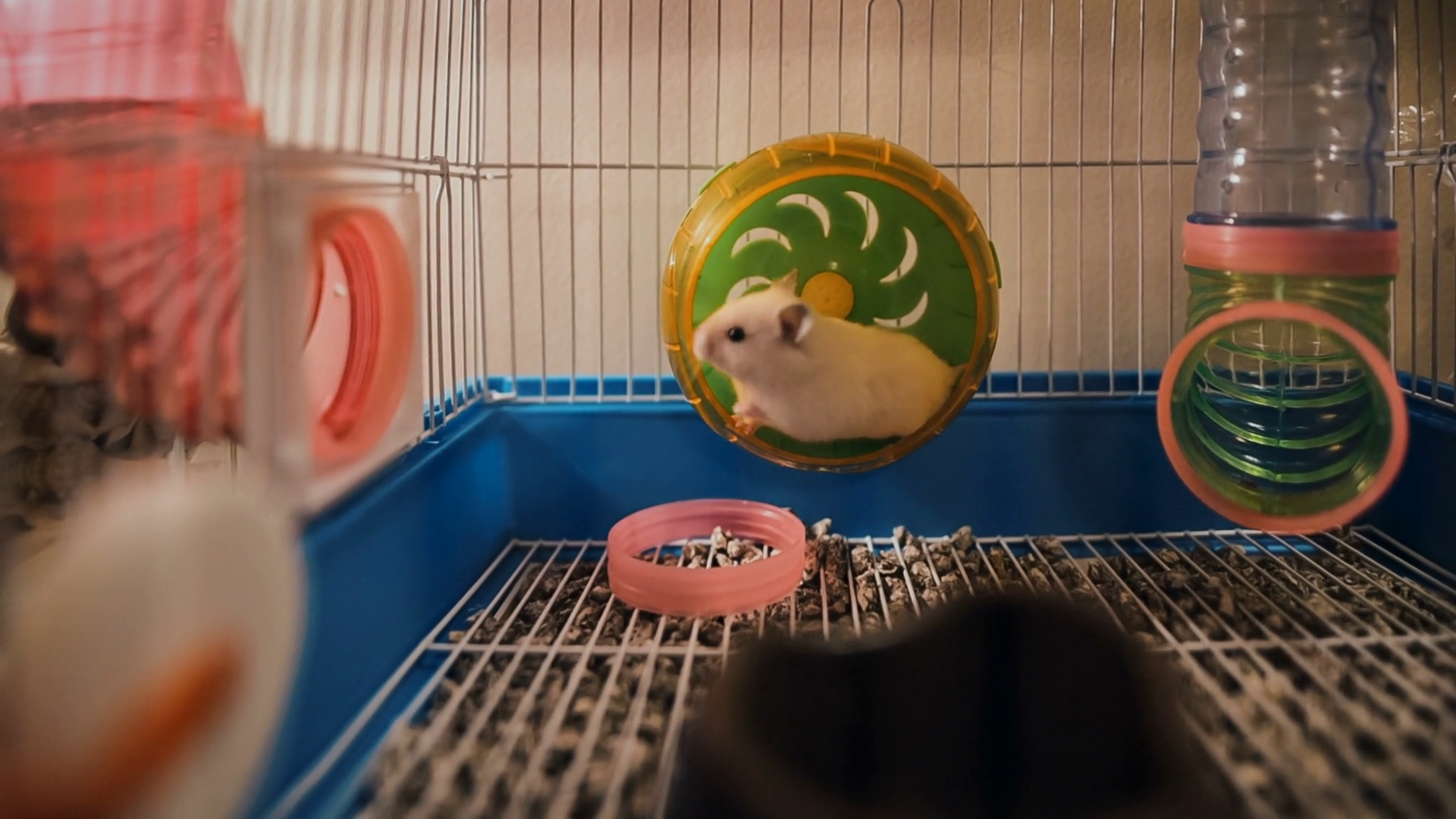 White hamster running on wheel Stock Video Footage - Storyblocks