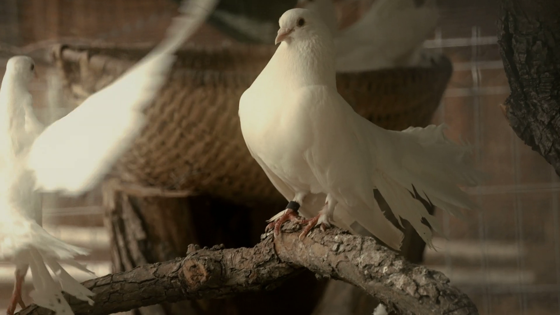 White Pigeons In Barn Stock Footage SBV-317719786 - Storyblocks
