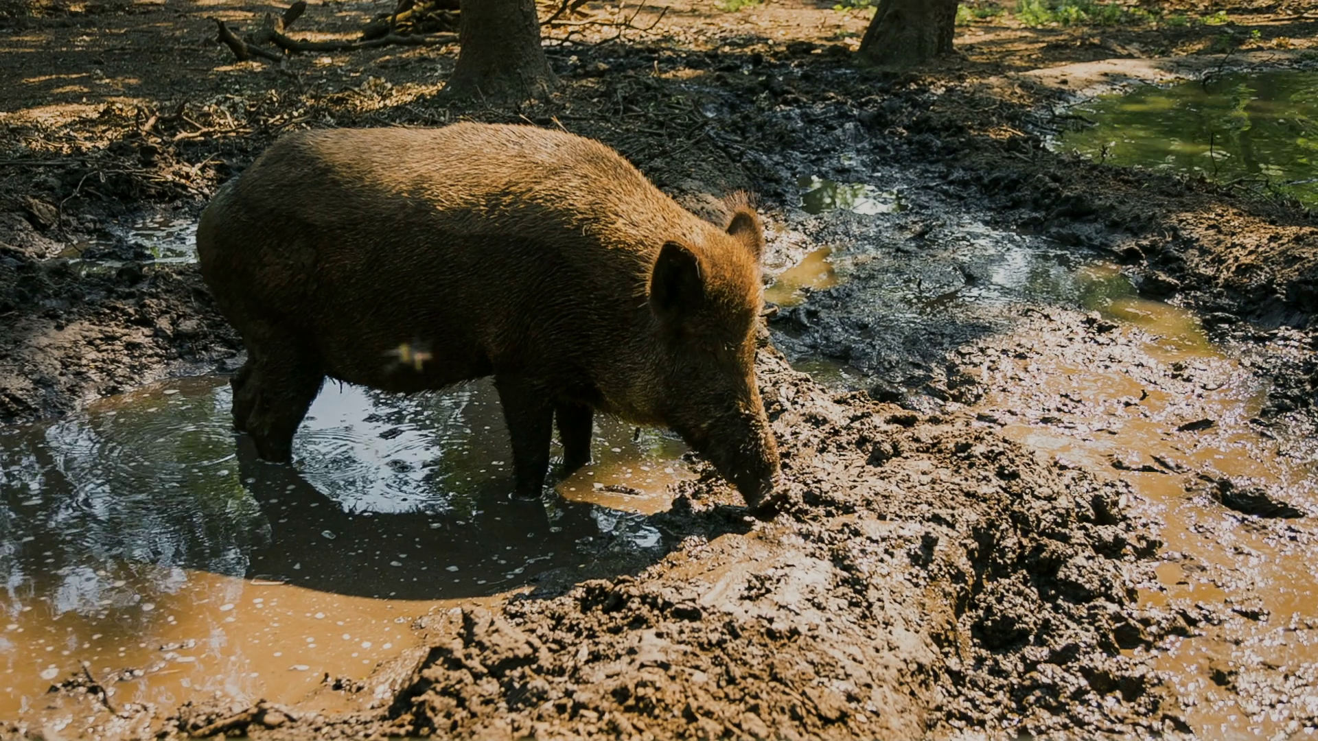 Wild Boar Wallpaper Swamp