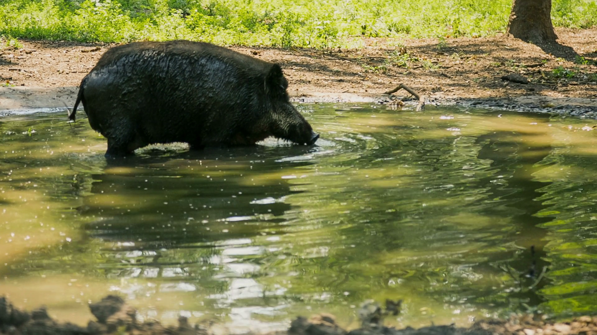 Wild boar in the swamp - MS Stock Video Footage - Storyblocks