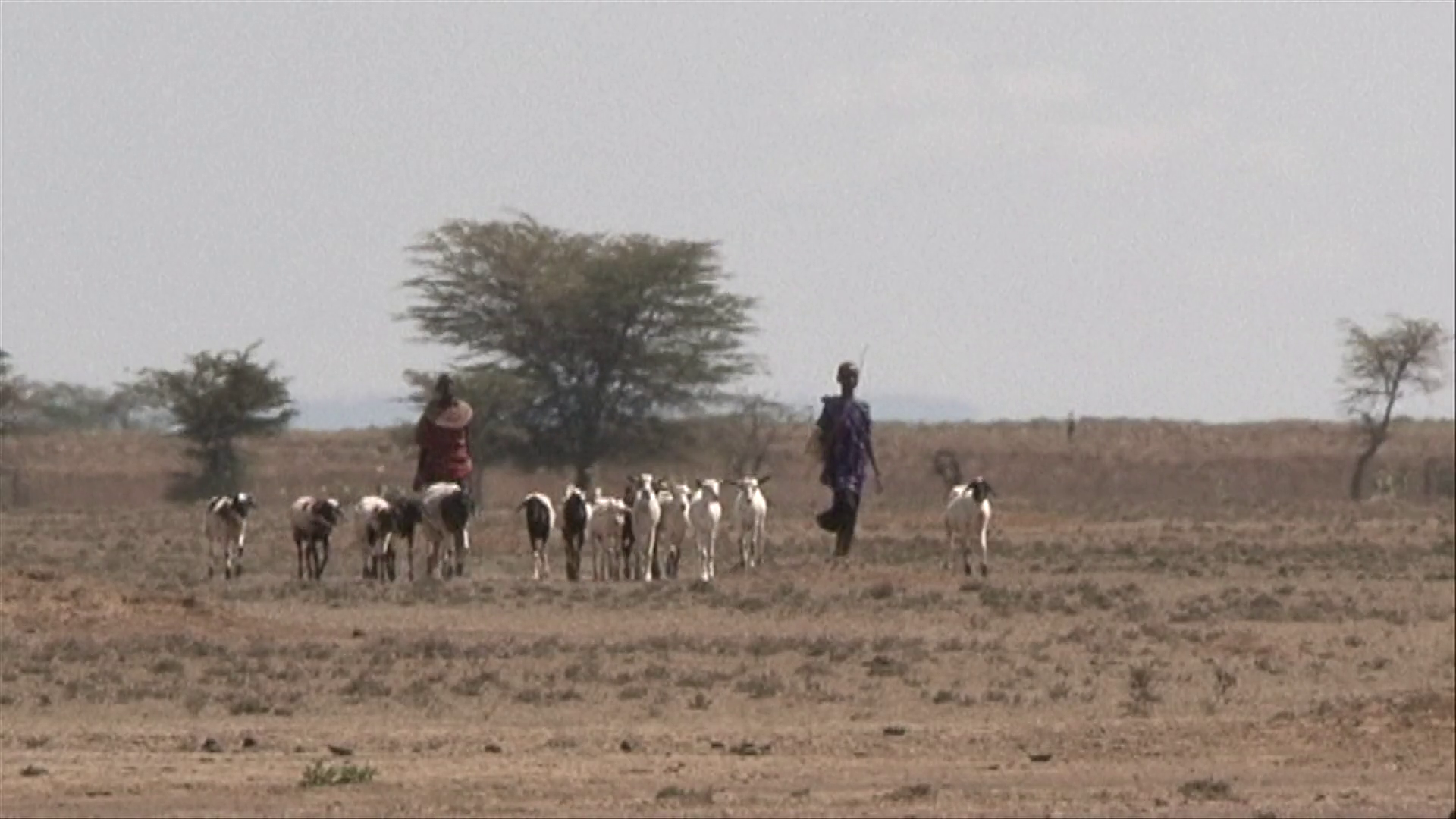Traditional Kenyan Goat Herders Shepherds Stock Footage SBV-314371529 ...