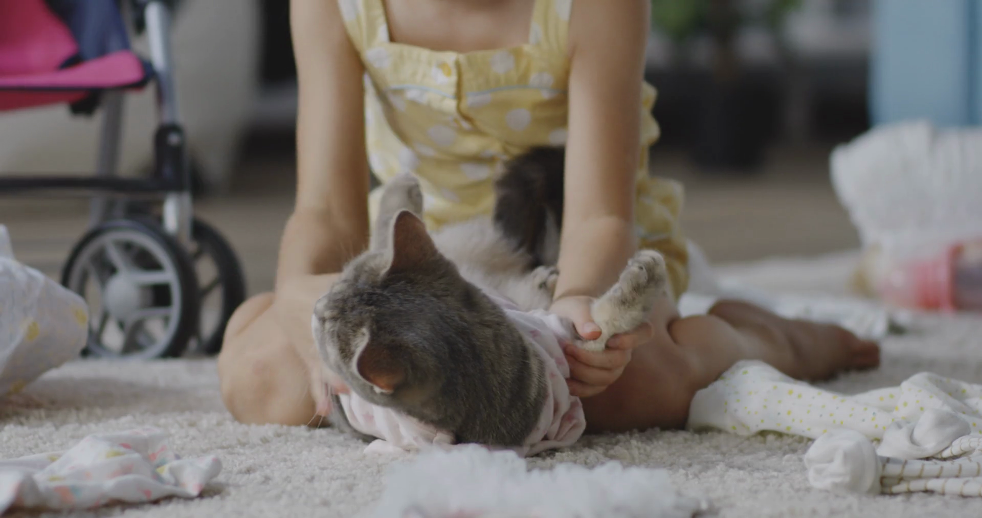 Close Up Shot Of Girl Putting Clothes On Cat Stock Footage SBV ...