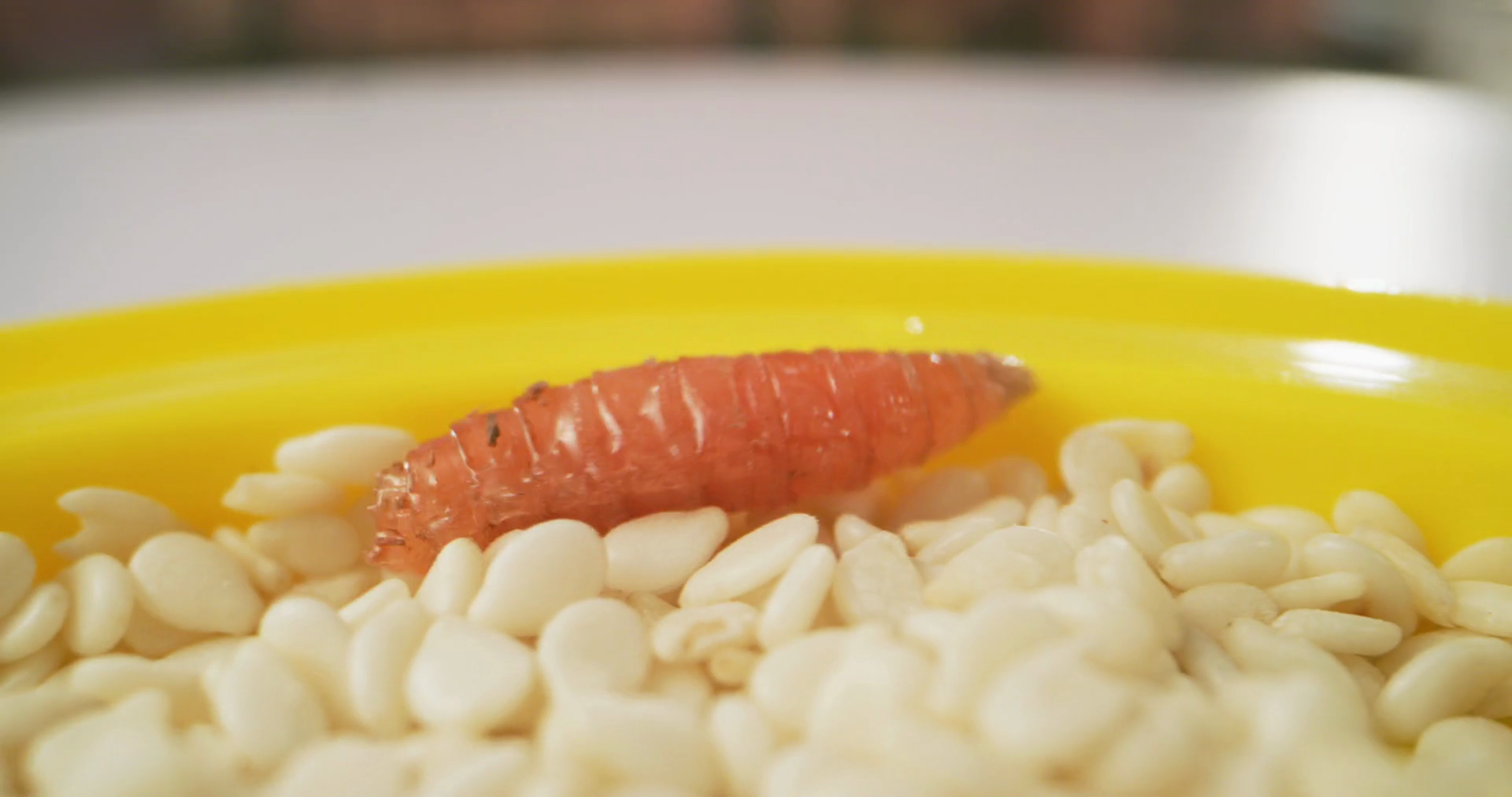 Close Up Shot Of Maggot Crawling Among Seeds Stock Footage SBV ...