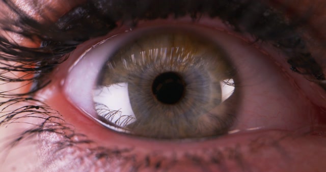 Camel Eye Stock Footage: Royalty-Free Video Clips - Storyblocks