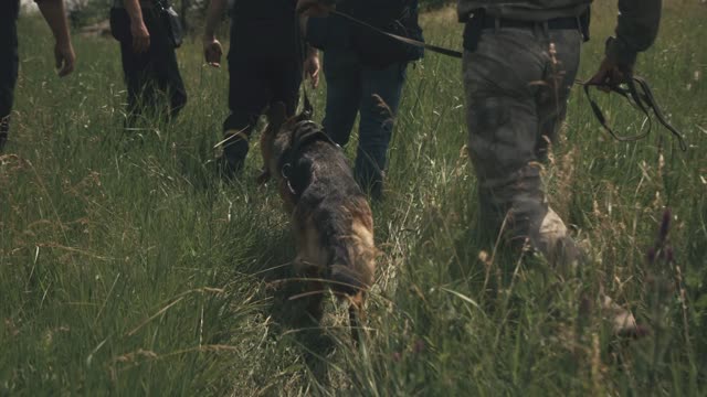 Animal Tracking Stock Footage: Royalty-Free Video Clips - Storyblocks