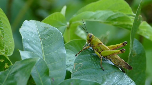 Female Dinner Stock Footage: Royalty-Free Video Clips - Storyblocks