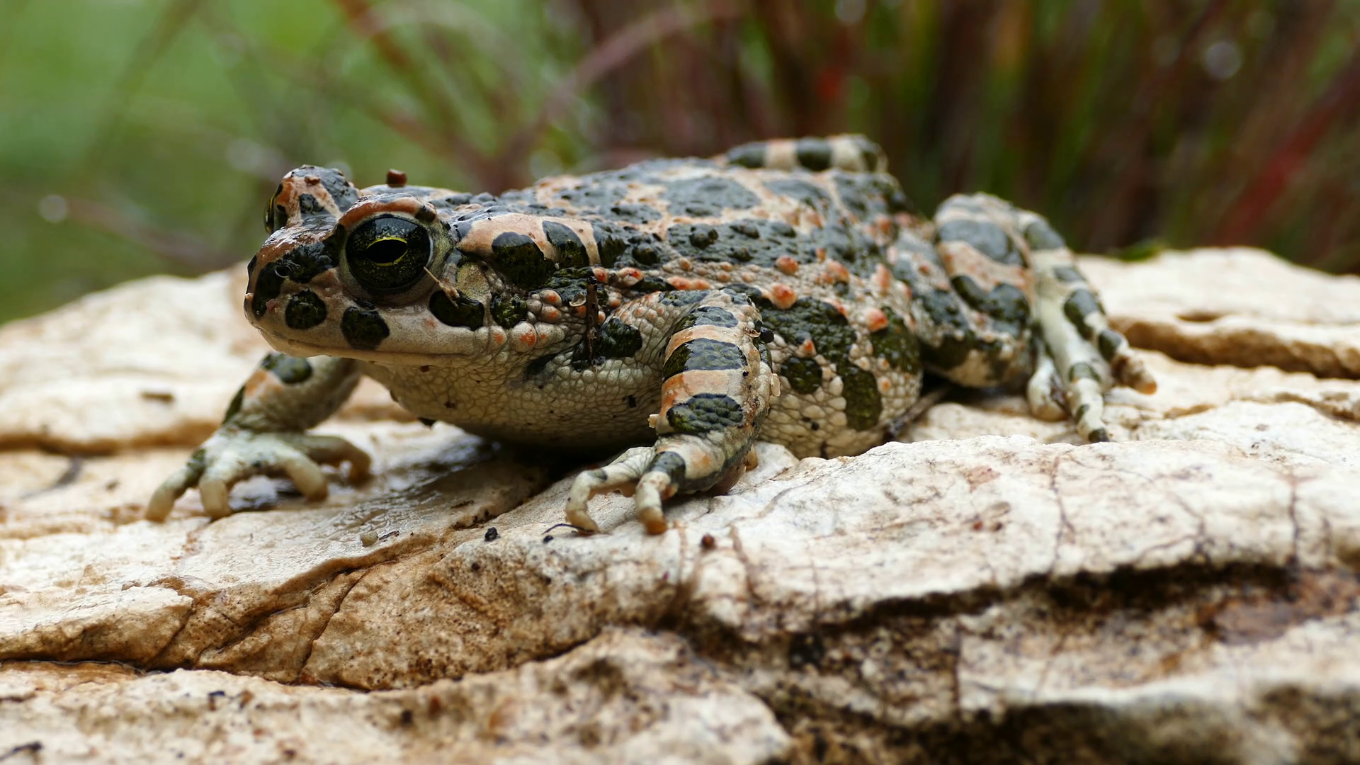 European Green Toad On Rock In Greece Stock Footage SBV-312436922 ...