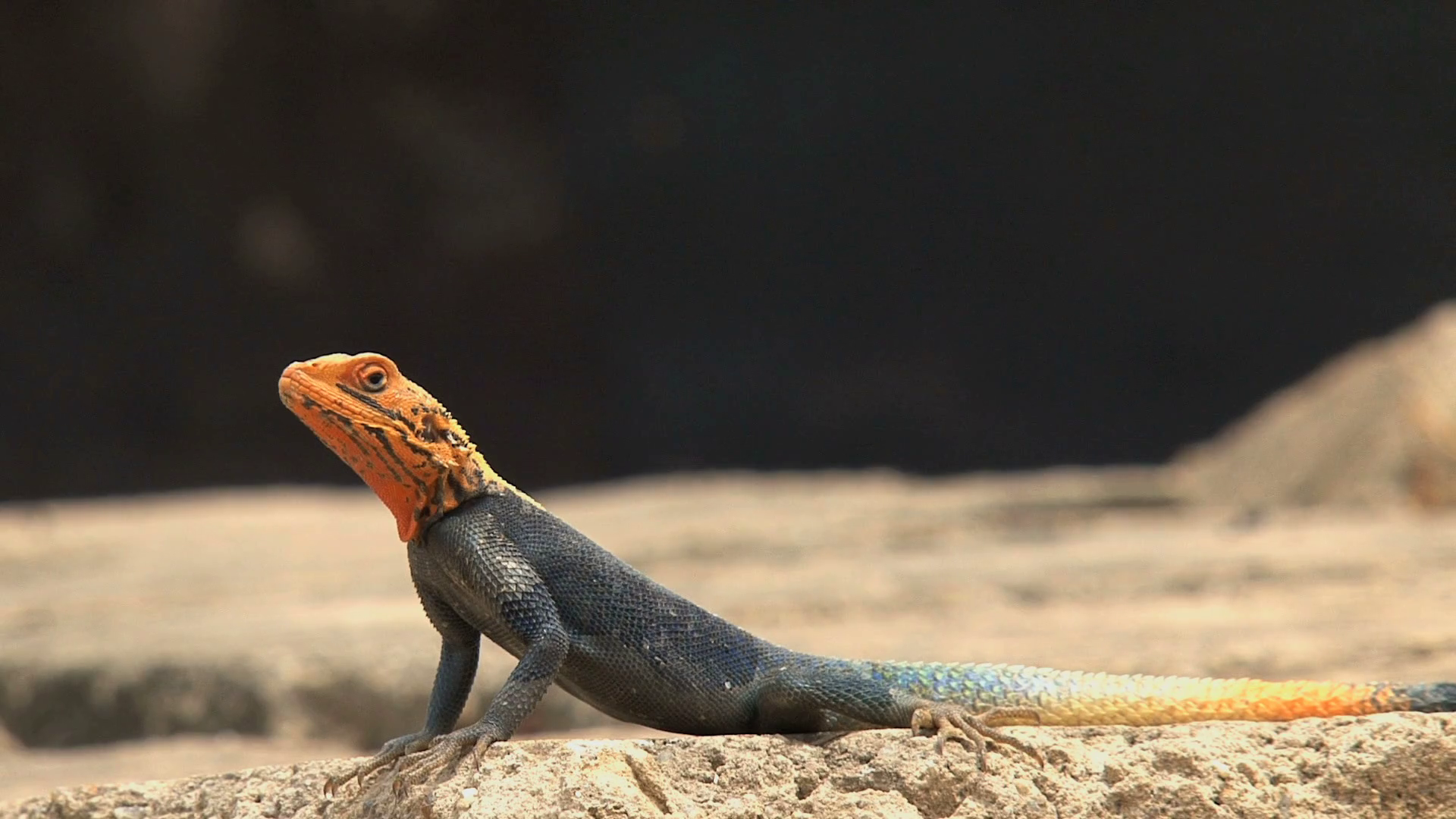 Orange-headed Lizard Incape Coast Ghana Stock Footage SBV-302552253 ...