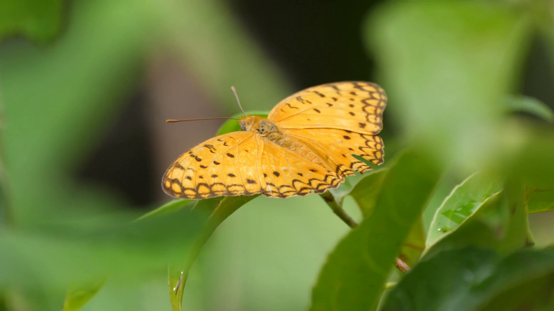 Butterfly On Leaf In Gambia Africa Stock Footage SBV-327914361 ...