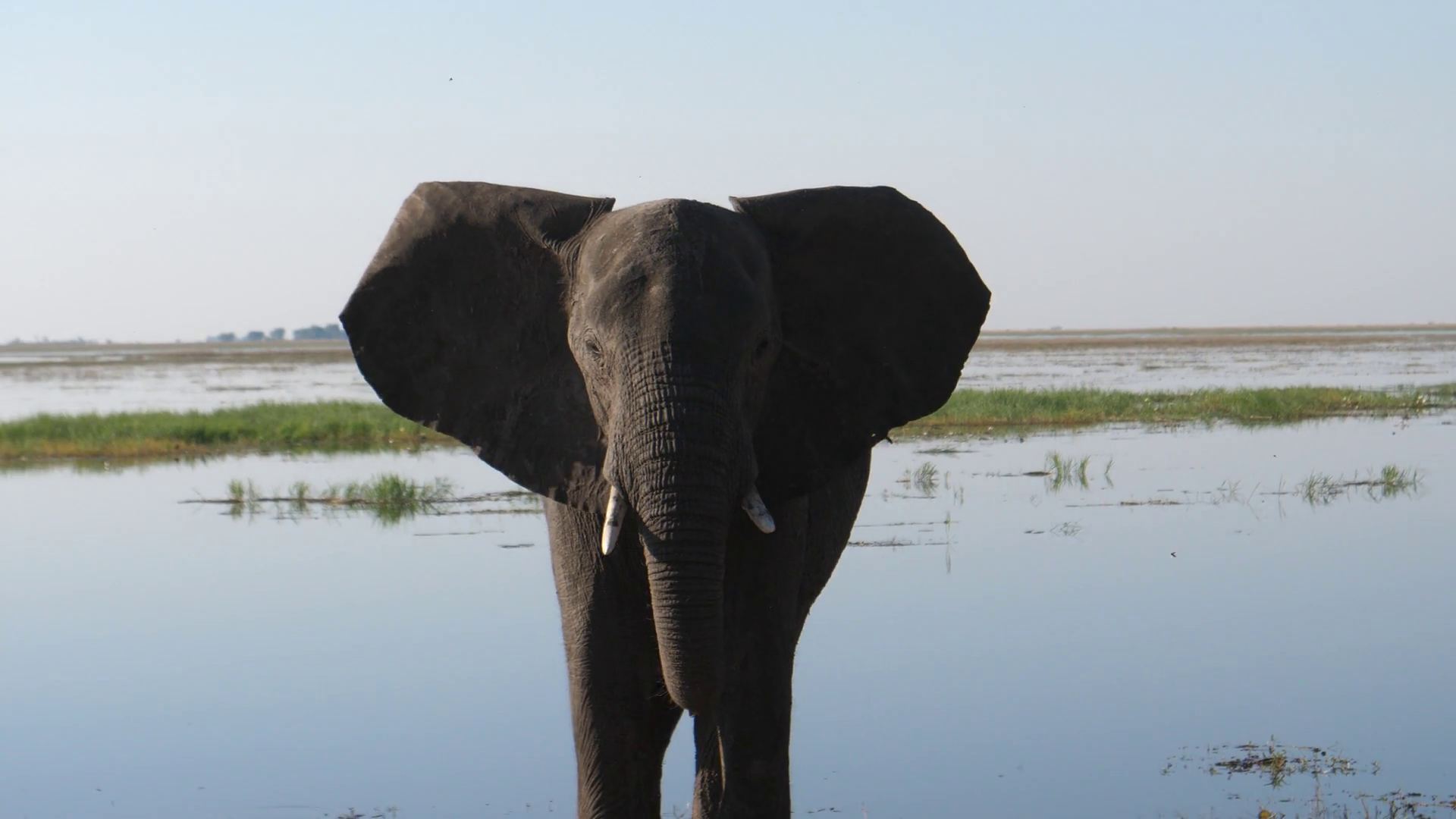Elephant Walking Near River In Chobe Stock Footage SBV-349318433 ...