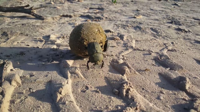 Dung Ball Stock Footage: Royalty-Free Video Clips - Storyblocks