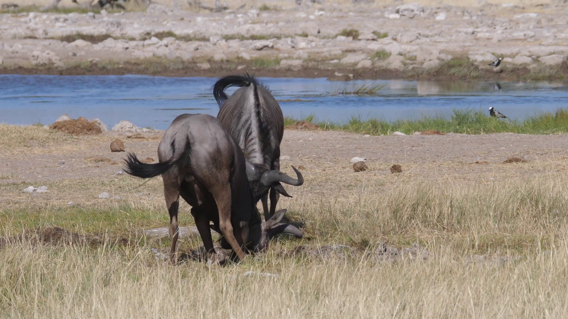 Two Wildebeest Fighting In Etosha National Stock Footage SBV-351927854 ...