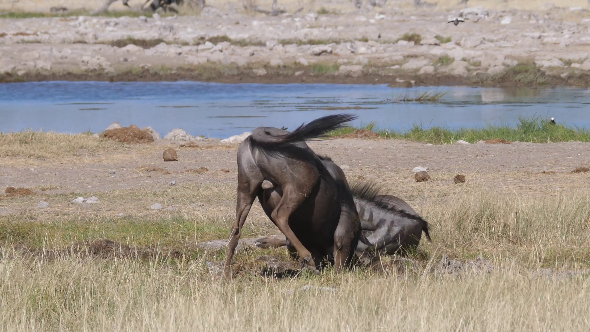 Two Wildebeest Fighting In Etosha National Stock Footage SBV-351927855 ...