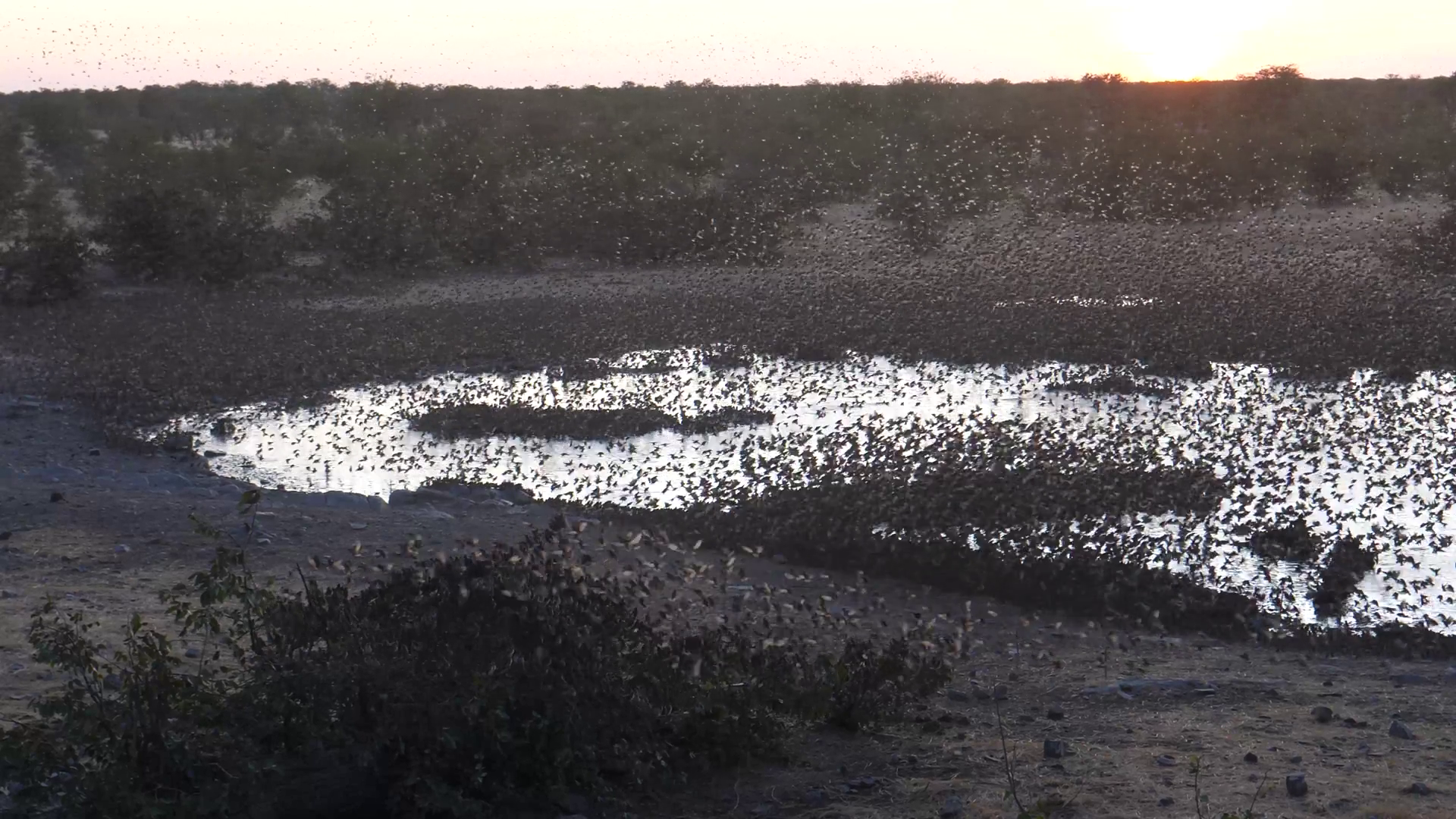 Pan From Massive Flock Of Birds During Stock Footage SBV-351927946 ...
