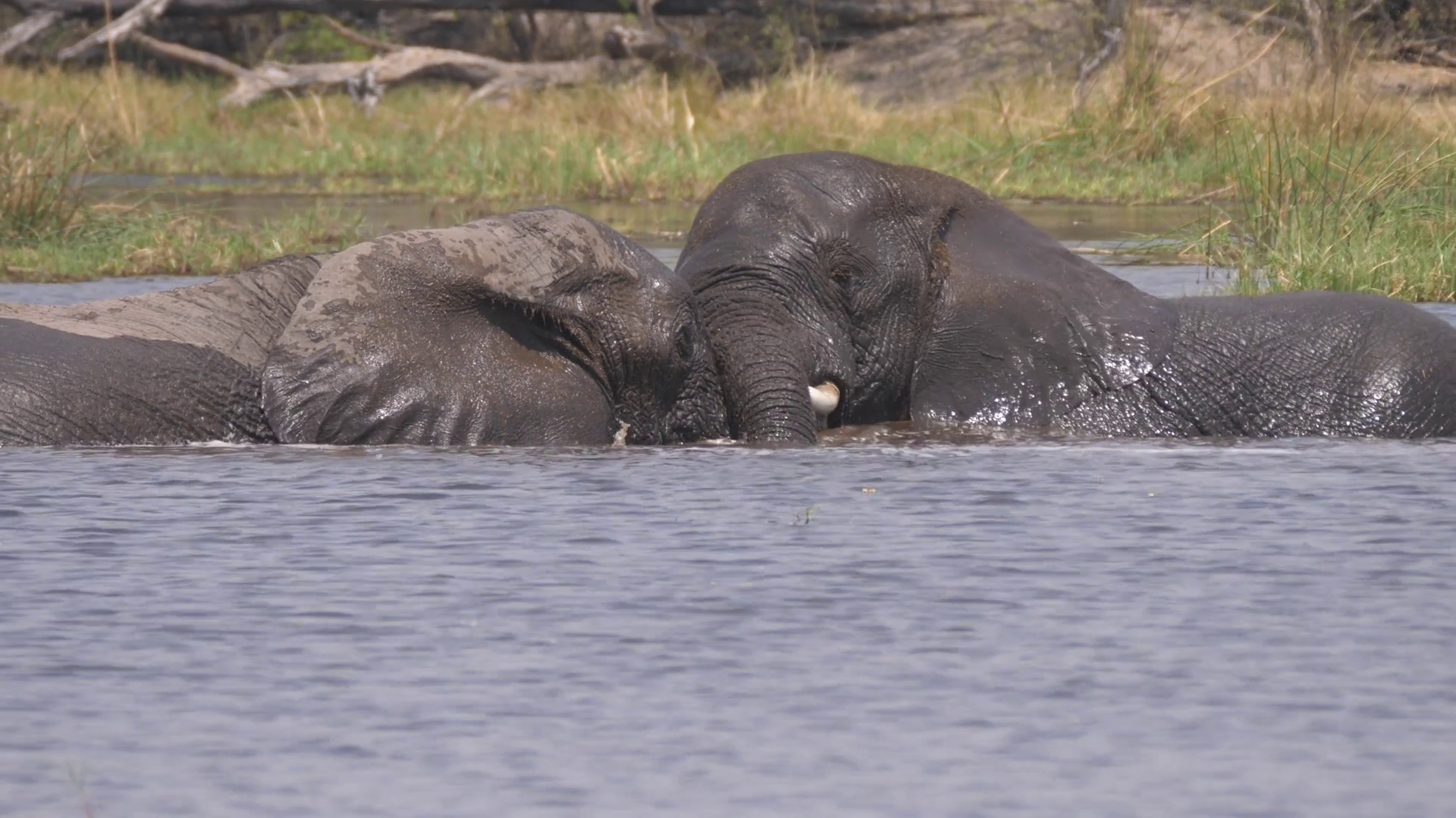 Elephants Playing In Lake At Okavango Delta Stock Footage SBV-353344103 ...