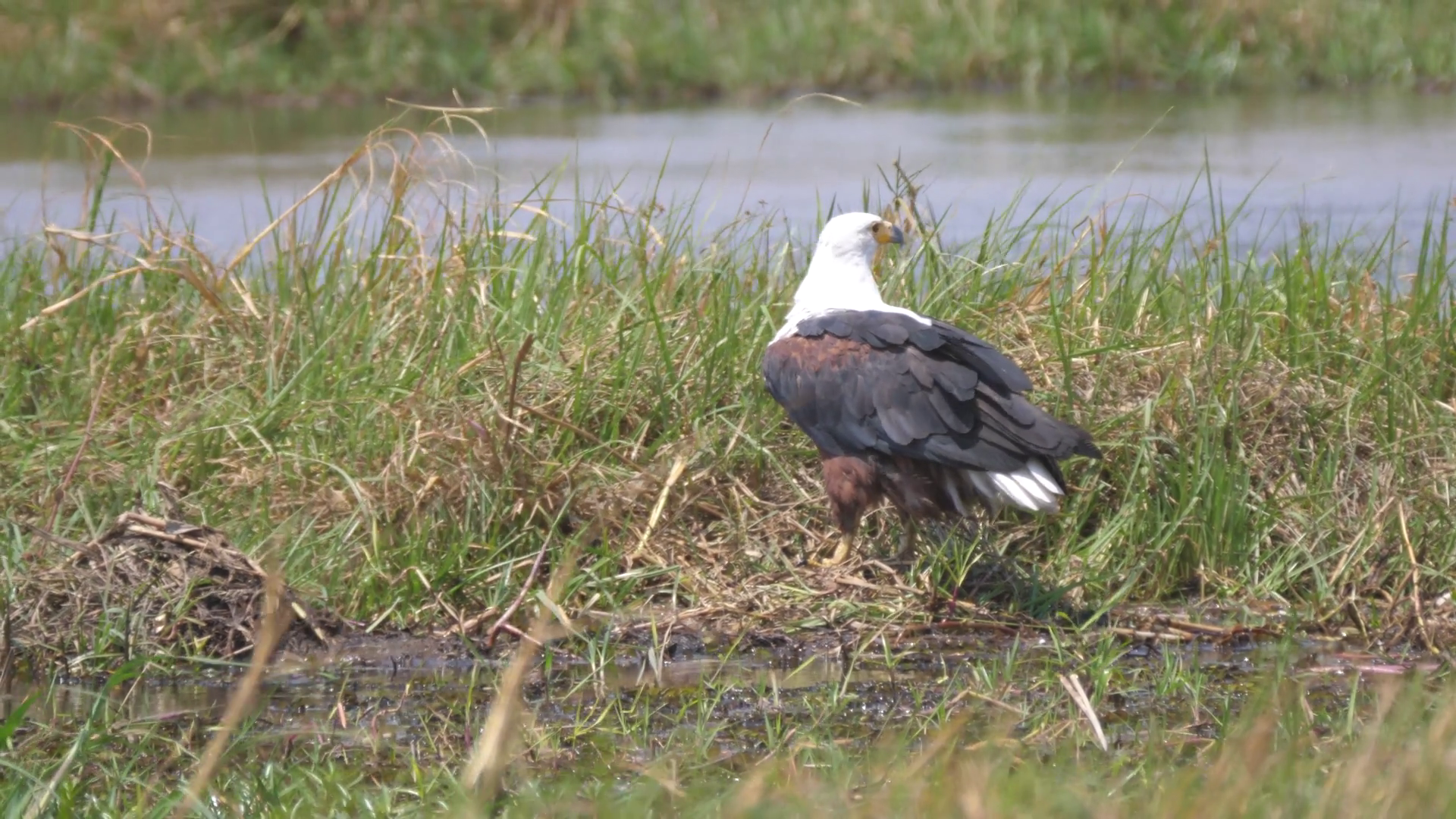 African Fish Eagle At Okavango Delta In Stock Footage SBV-353344112 ...