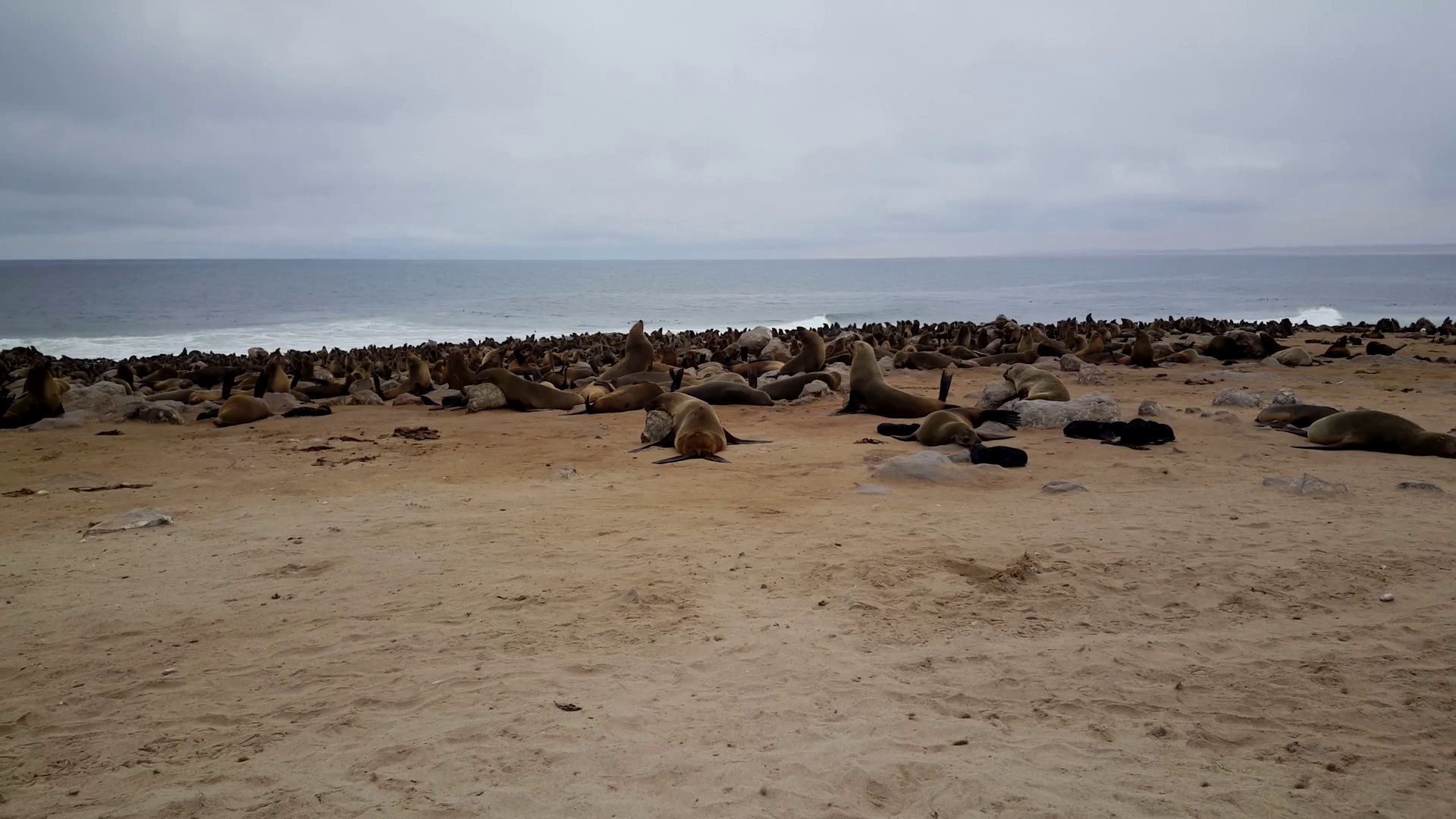 Seal Colony At Cape Cross In Namibia Stock Footage SBV-338558439 ...
