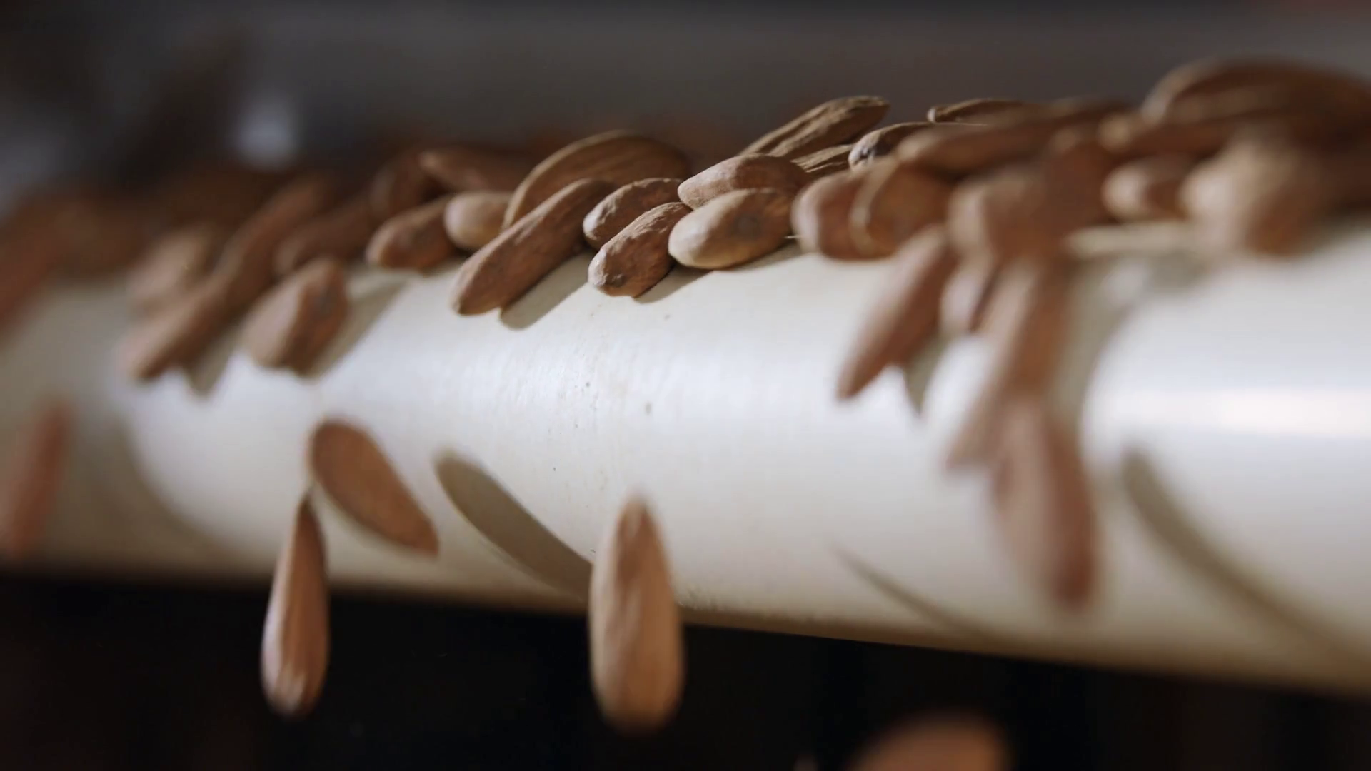 Almonds on a conveyor belt in an industrial food processing facility ...