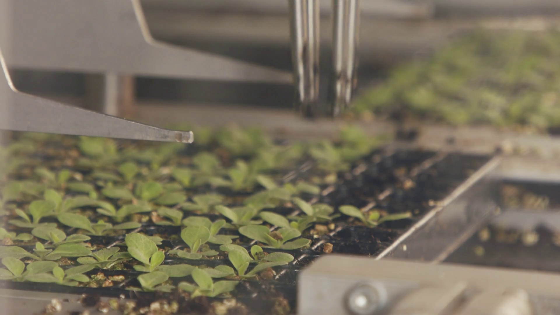 Automatic planting of young seedlings using a robot in an industrial ...