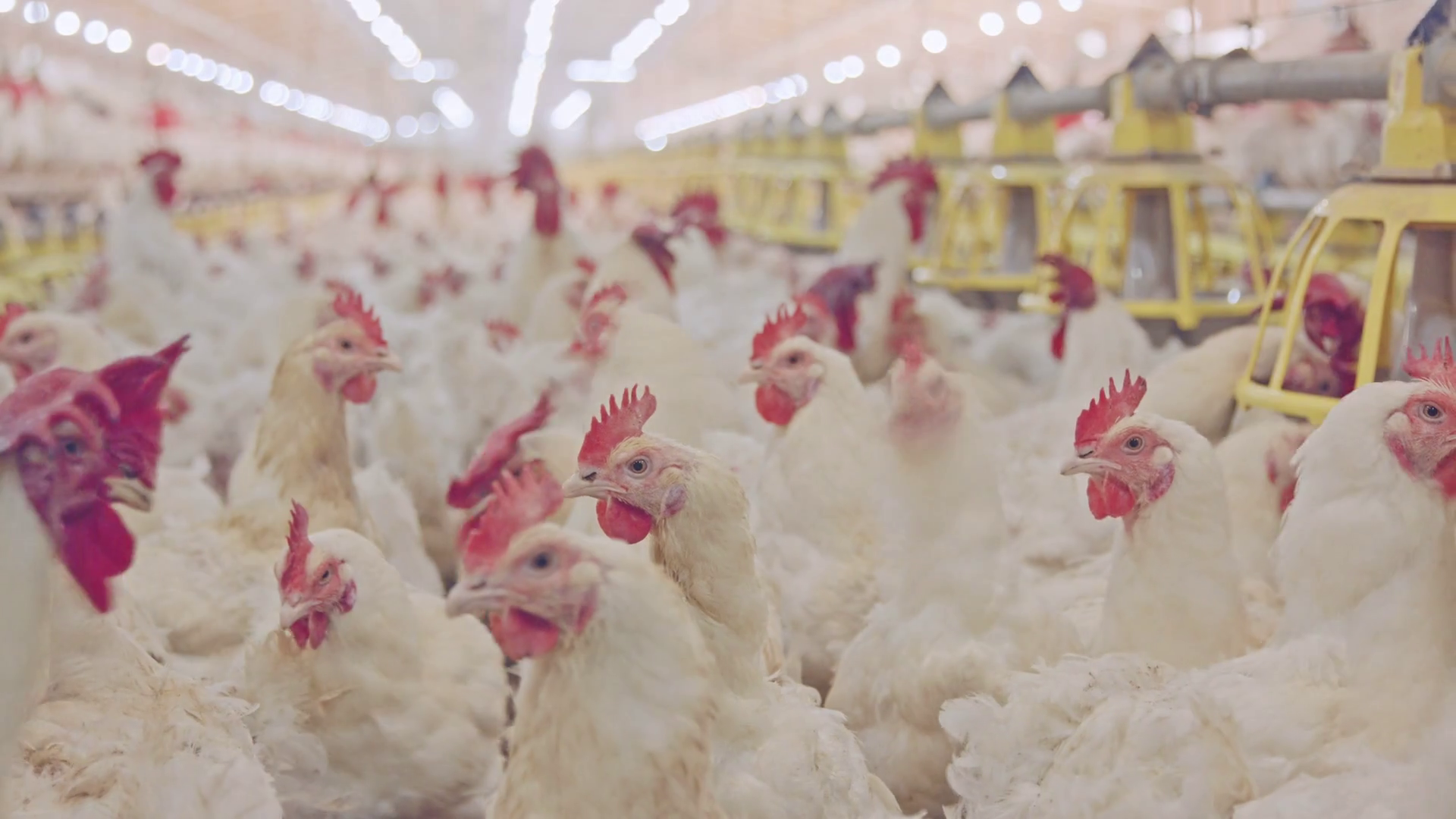 Large Chicken Farm With Thousends Of Hens Stock Footage SBV-330519991 ...