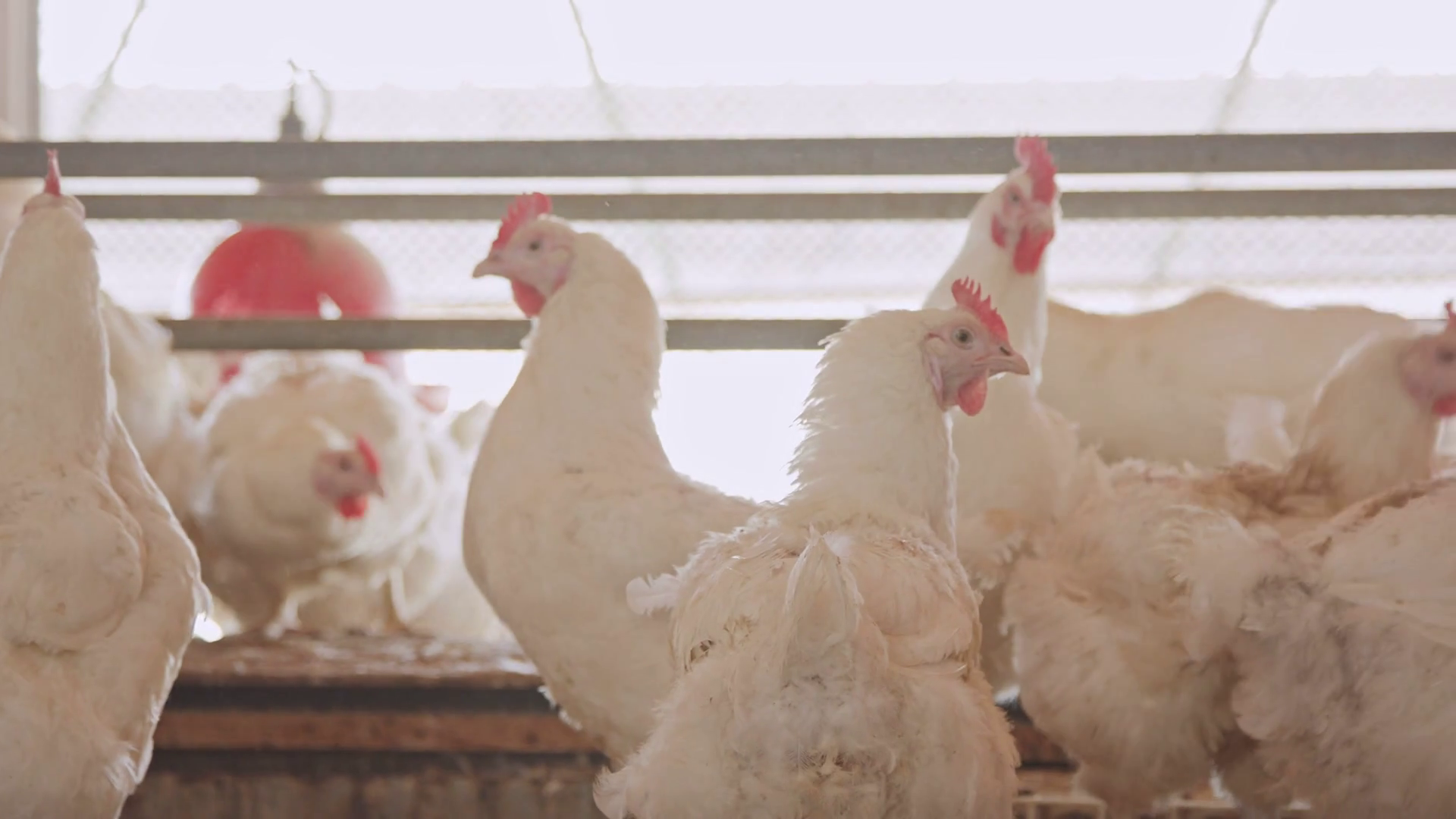 Large chicken farm with thousends of hens and roosters Stock Video ...