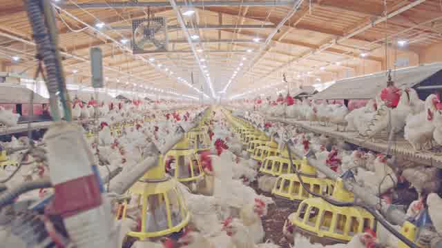 Chicken Farm Stock Footage: Royalty-Free Video Clips - Storyblocks