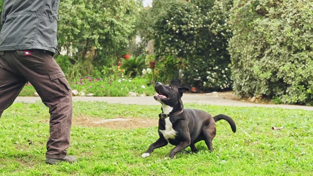 Pit Bull Dog Fight Stock Footage: Royalty-Free Video Clips - Storyblocks