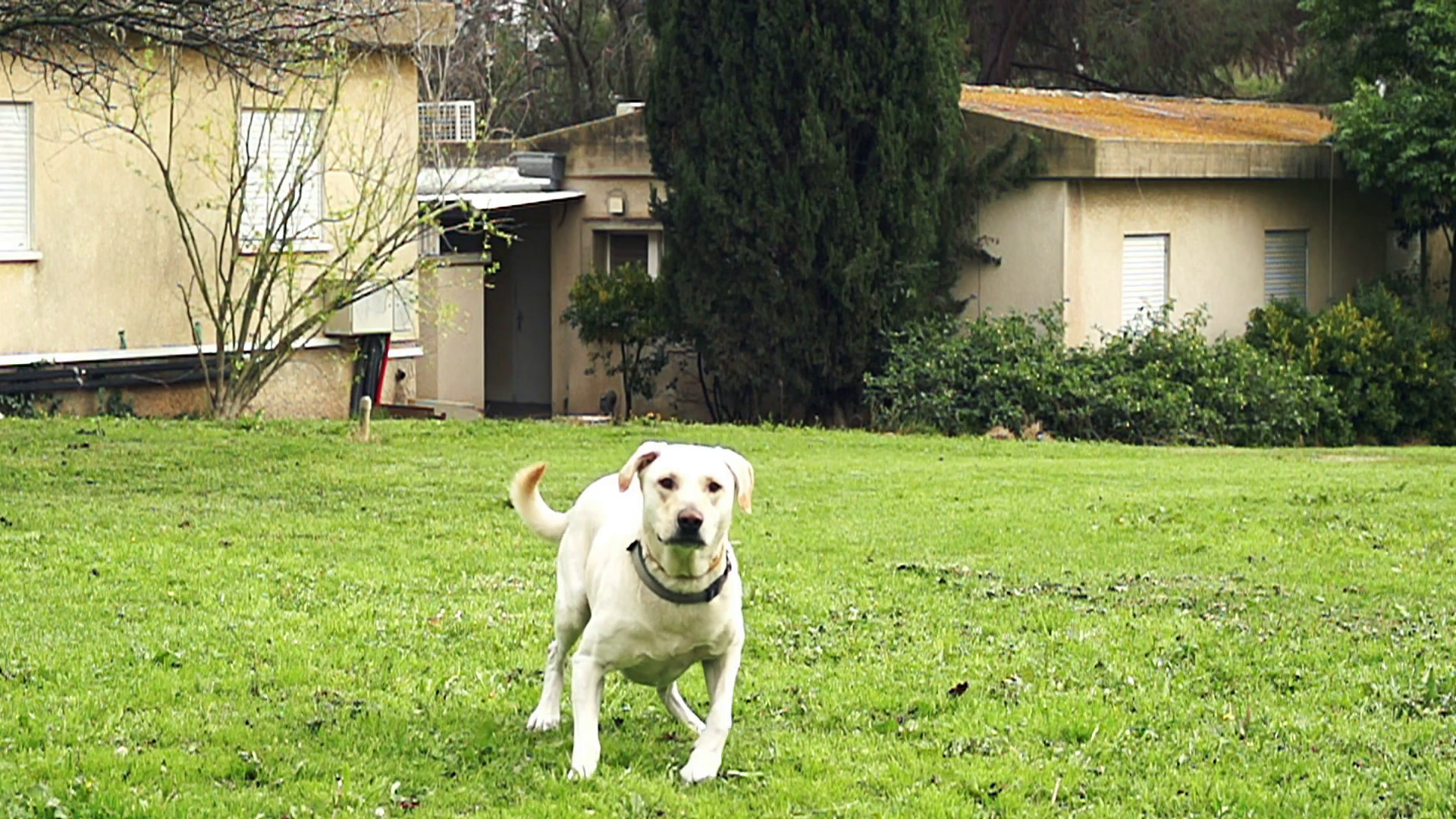 Super Slow Motion Of White Dog Catching Stock Footage SBV-324744989 ...