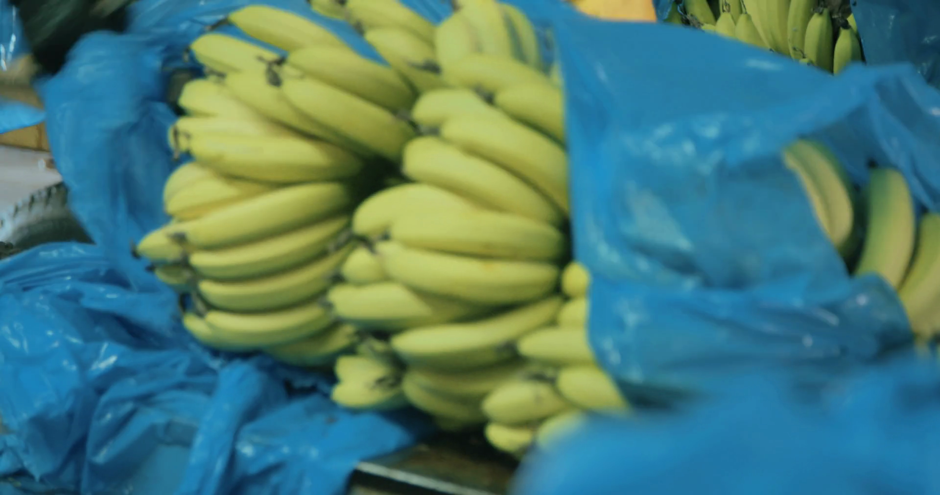 Worker Cutting Banana Clusters During Stock Footage SBV-311427985 ...