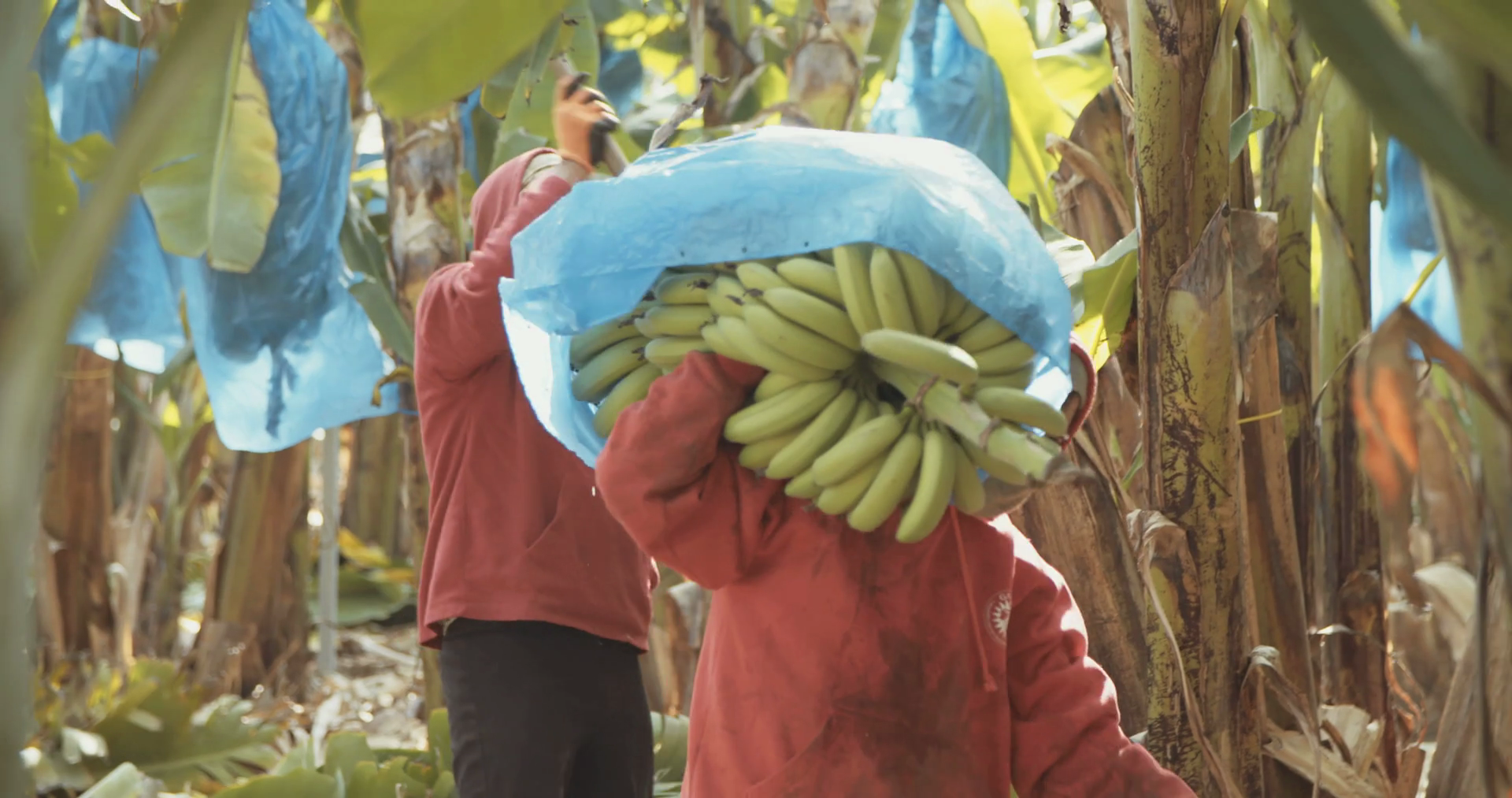 Workers Harvest Bananas In Plantation Stock Footage SBV-311427897 ...