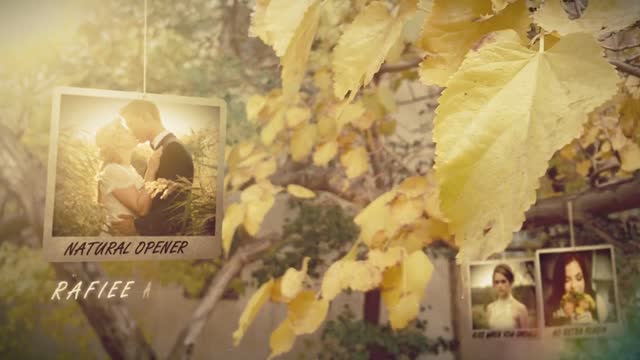 Trees Templates Royalty-Free - Storyblocks