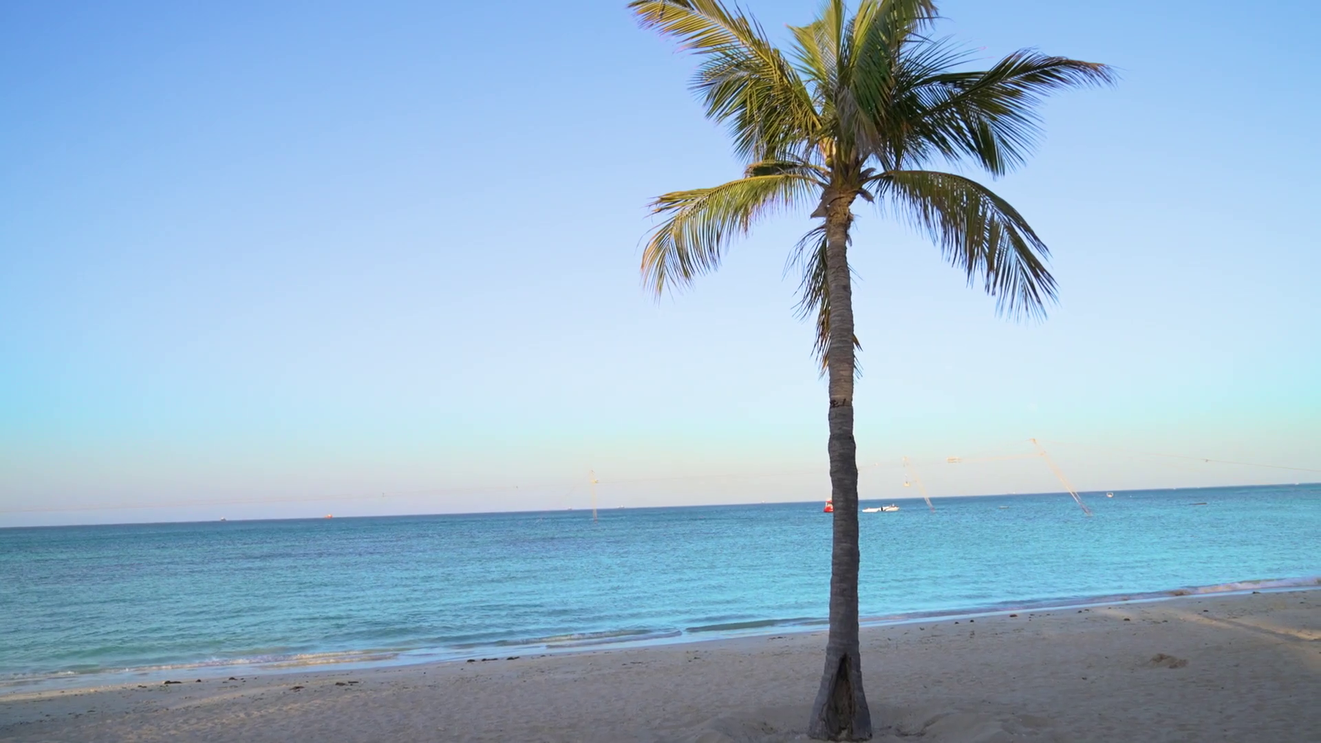 Scenic Palm Trees Along Beach Stock Footage SBV-347624608 - Storyblocks