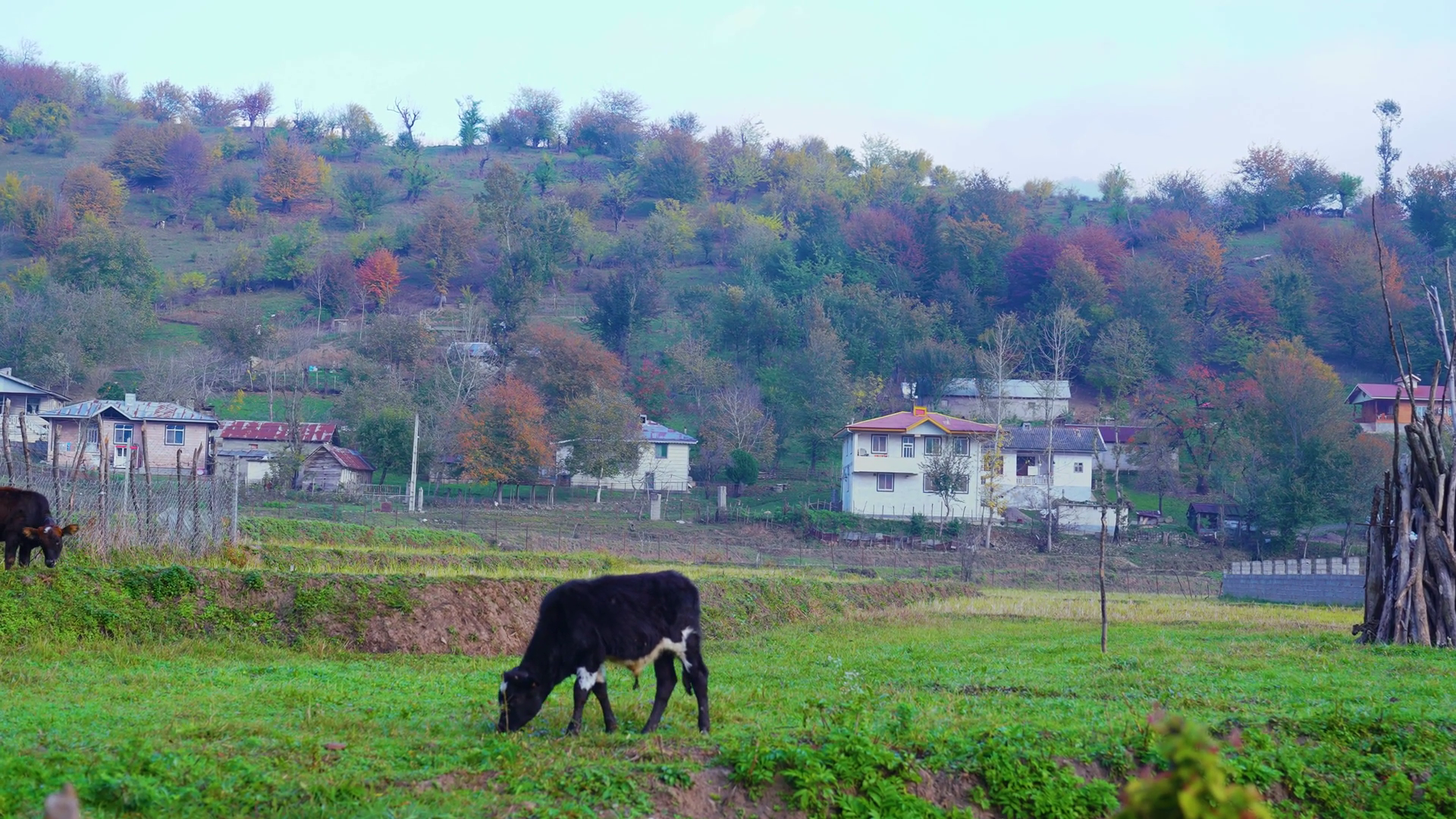 Cow In Village With Autumn Mountain Stock Footage SBV-351680647 ...