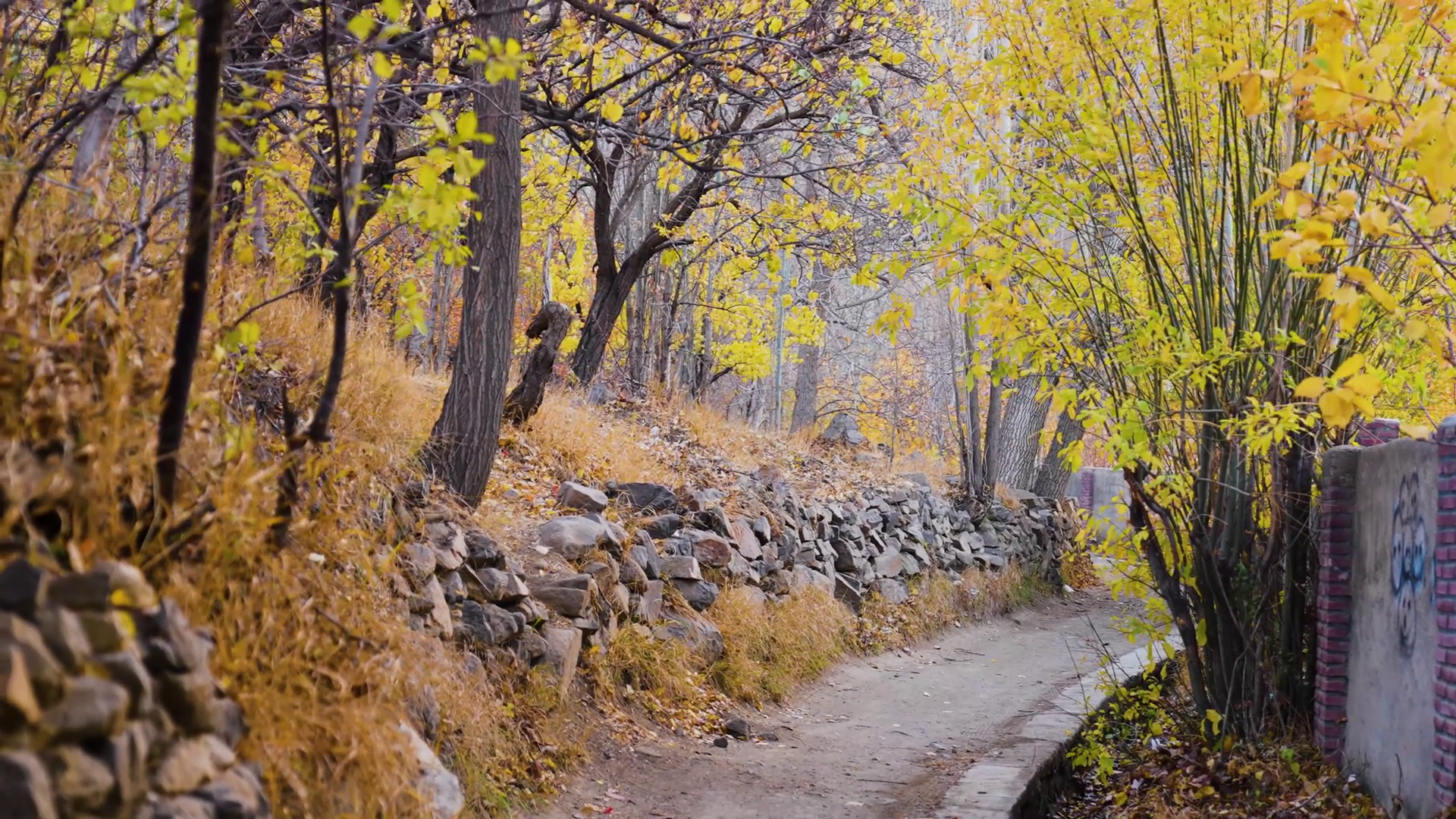 Charming Autumn Garden Alley 4k: Rustic Path Stock Footage SBV ...