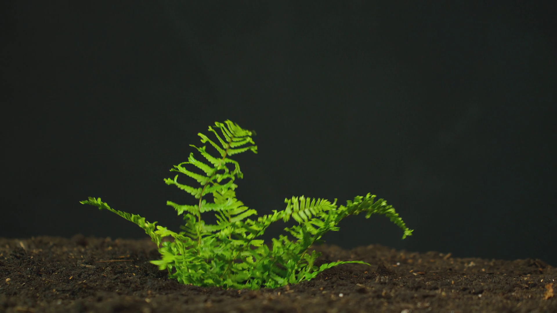 Side view of Boston Fern plant growing out of soil Stock Video Footage ...