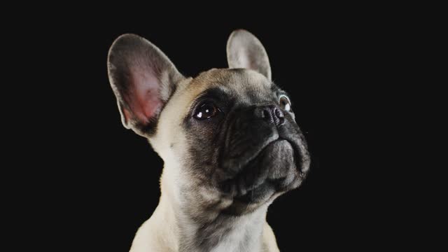 Hitting Dog Stock Footage: Royalty-Free Video Clips - Storyblocks