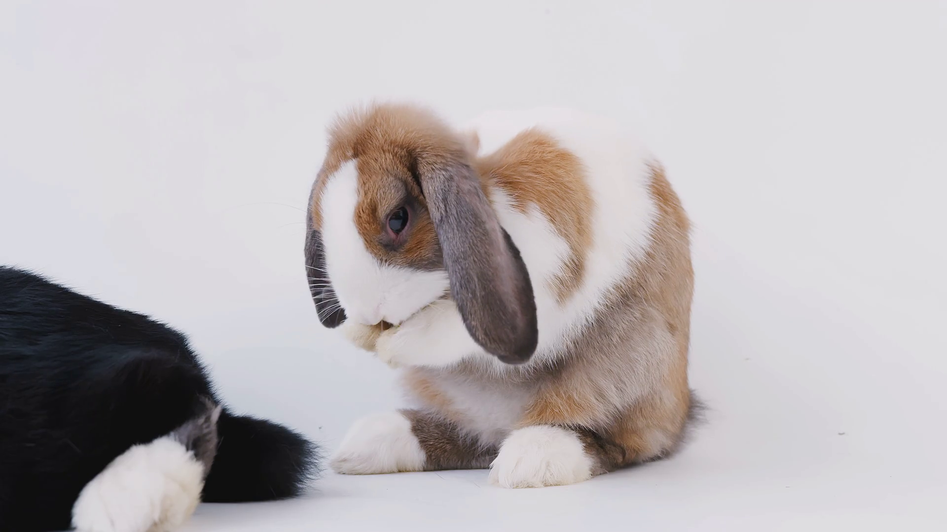 Studio Shot Of Two Miniature Flop Eared Stock Footage SBV-338128616 ...