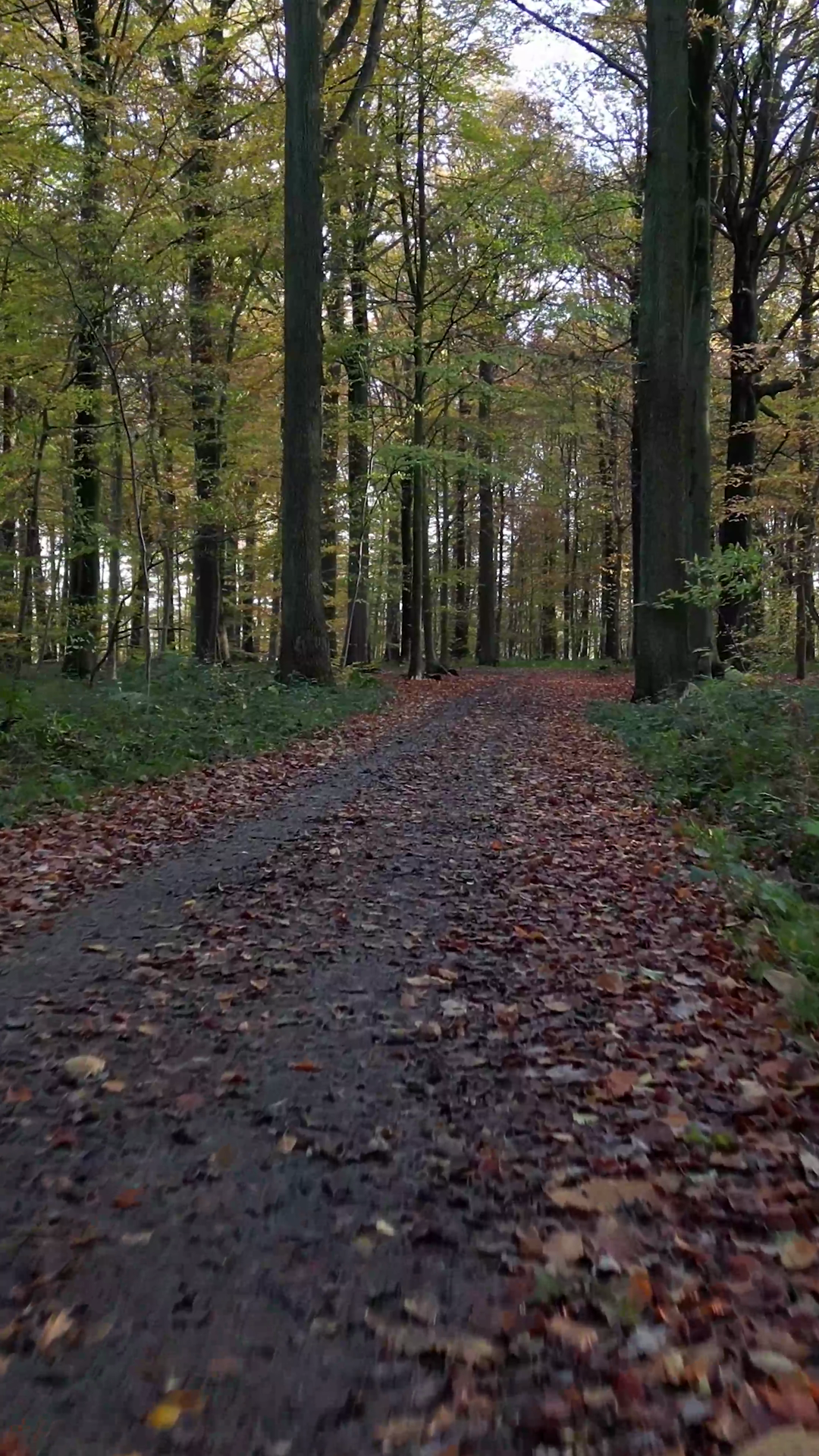 Forest Walkway Trail Path Autumn Falling Stock Footage SBV-353198236 ...